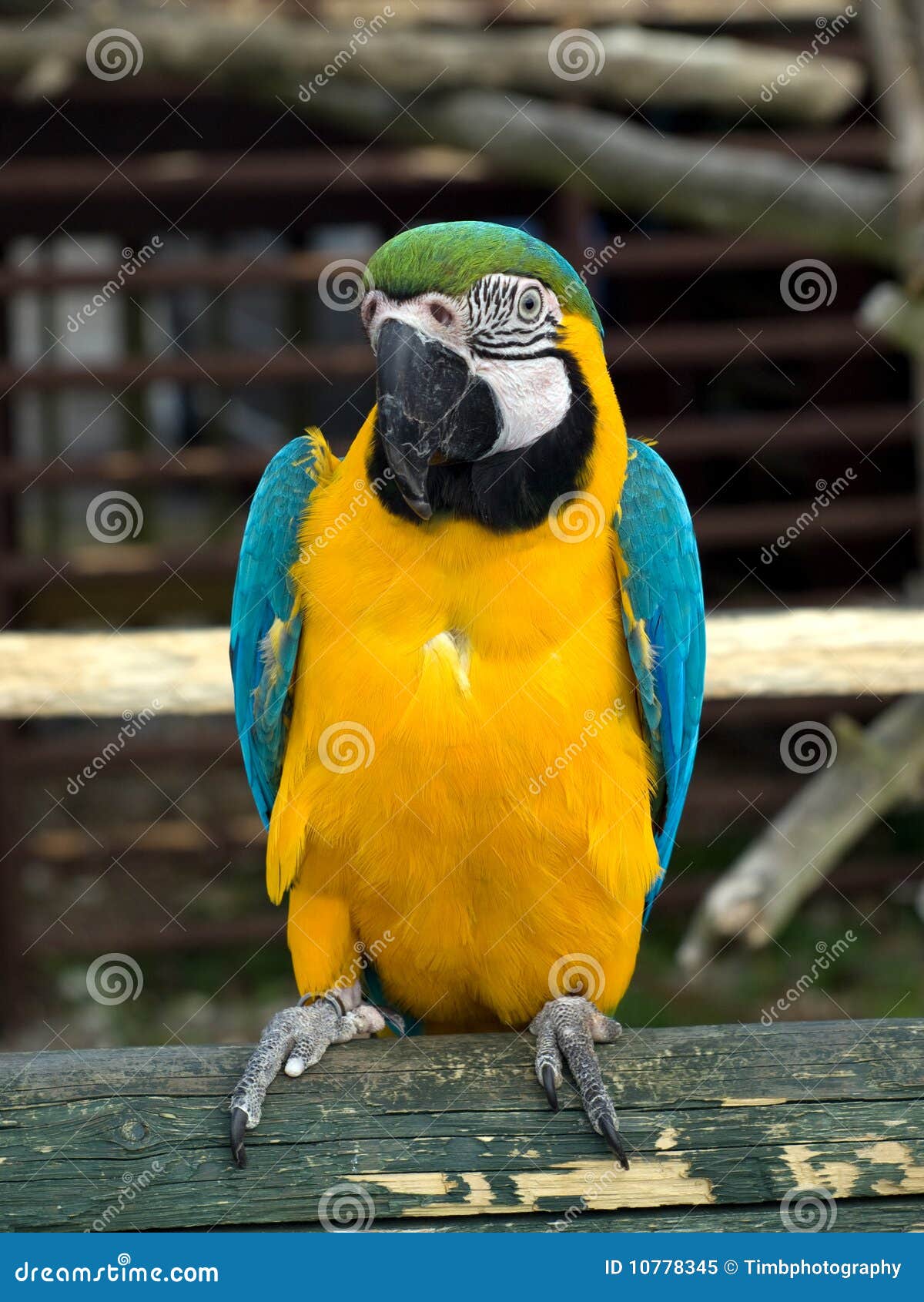 Pappagallo Blu, Giallo E Verde Immagine Stock - Immagine di selvaggio ...