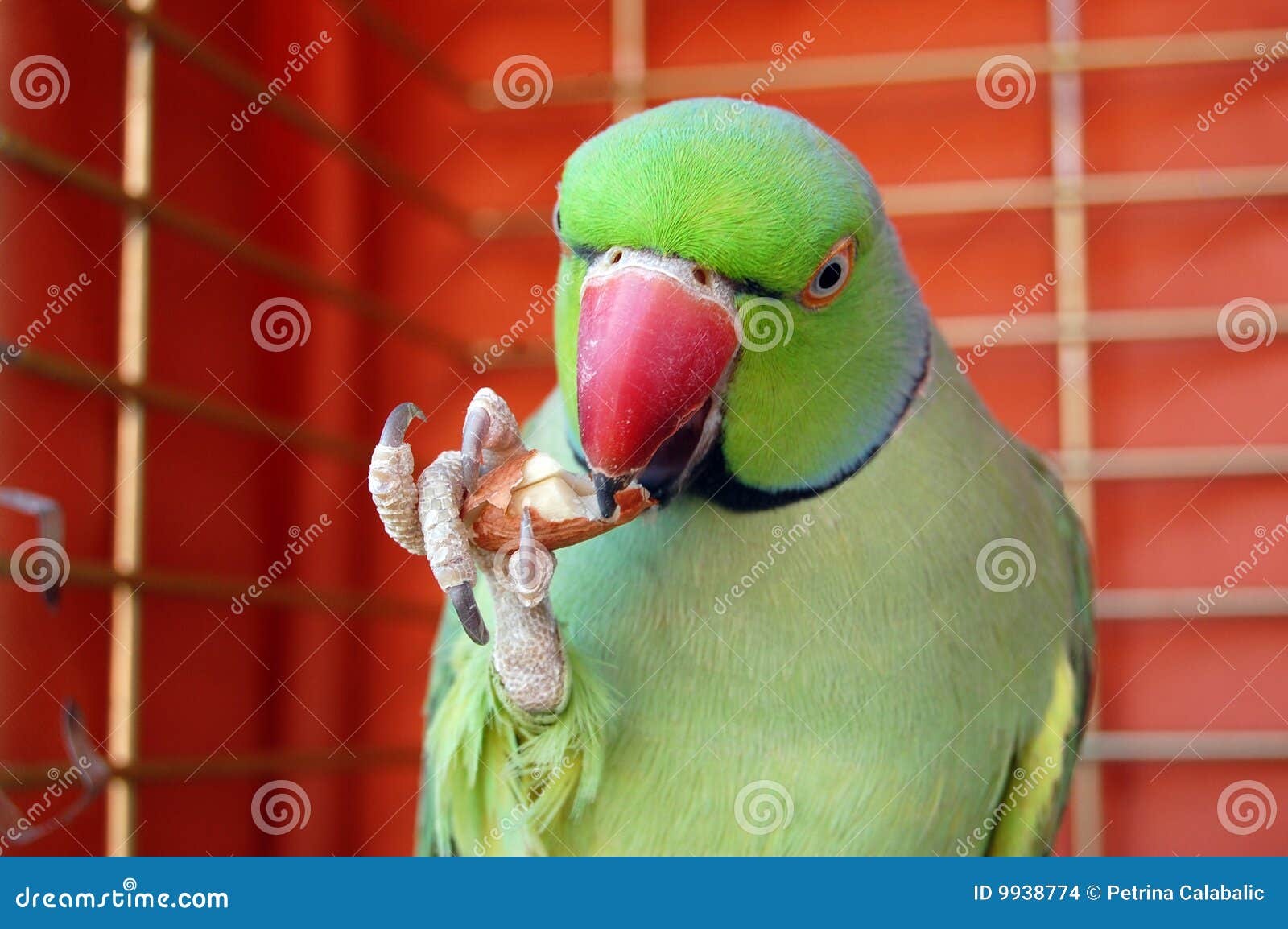 Pappagallo Che Mangia Arachide Fotografia Stock - Immagine di consumo ...