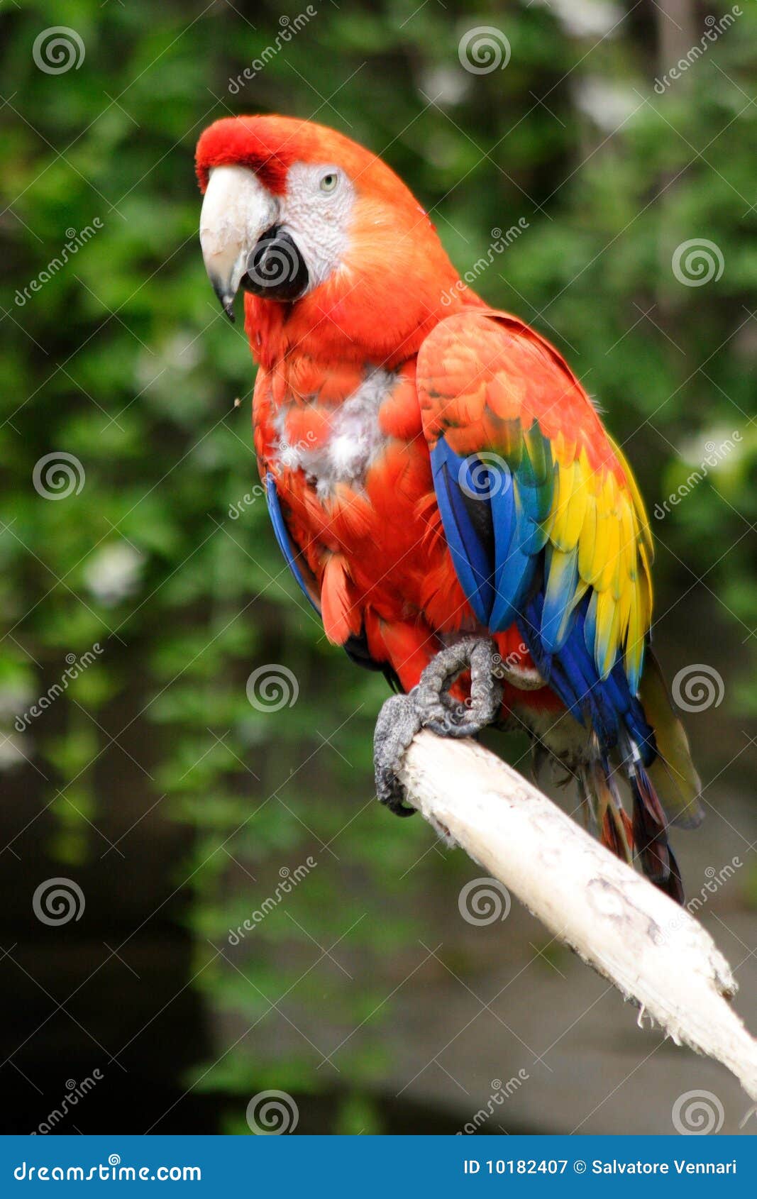 Pappagallo Colorato Piacevole Immagine Stock - Immagine di vita, nave ...