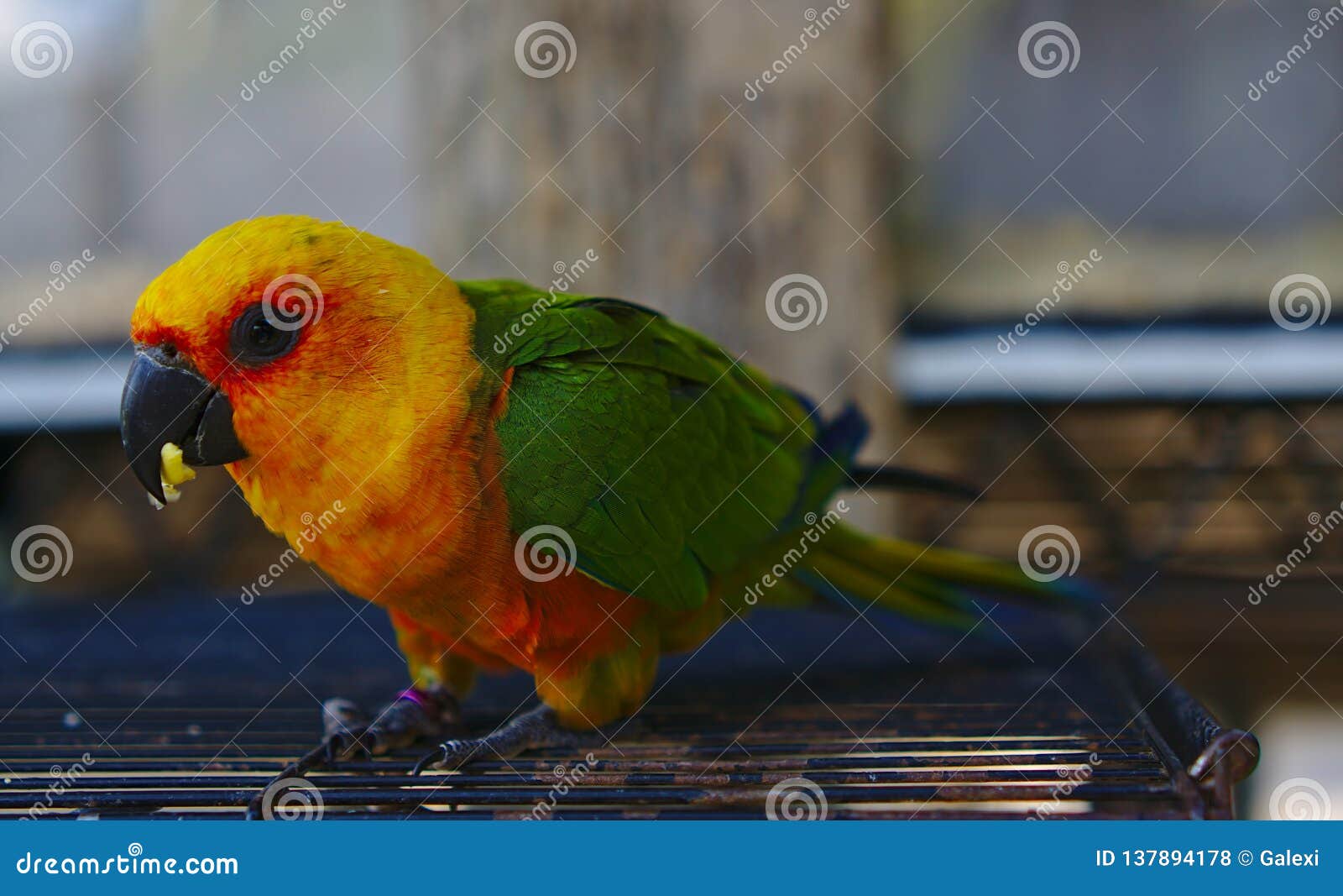 Pappagallo Colorato Verde E Giallo Fotografia Stock - Immagine di ...