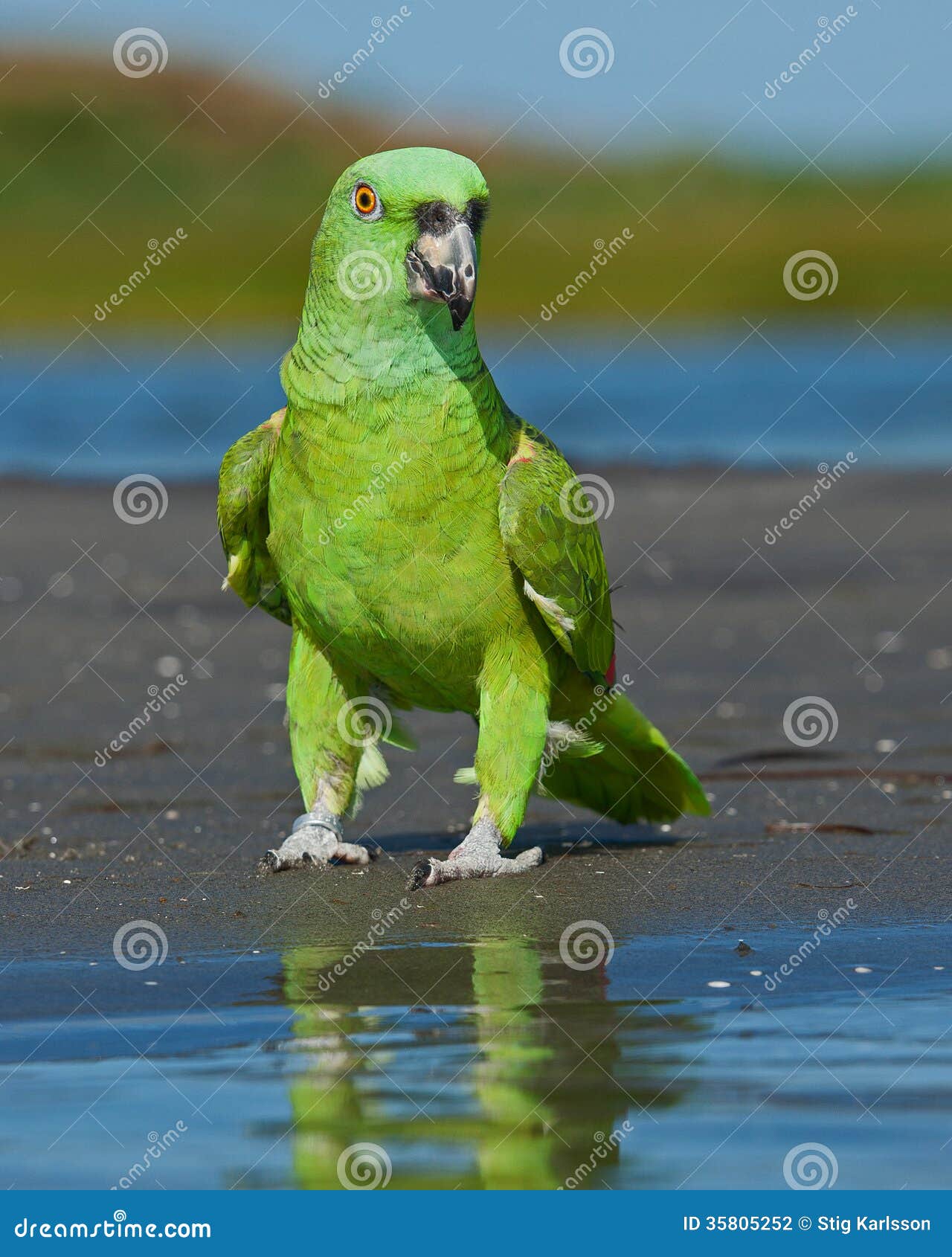 Pappagallo dal mare fotografia stock. Immagine di verde - 35805252