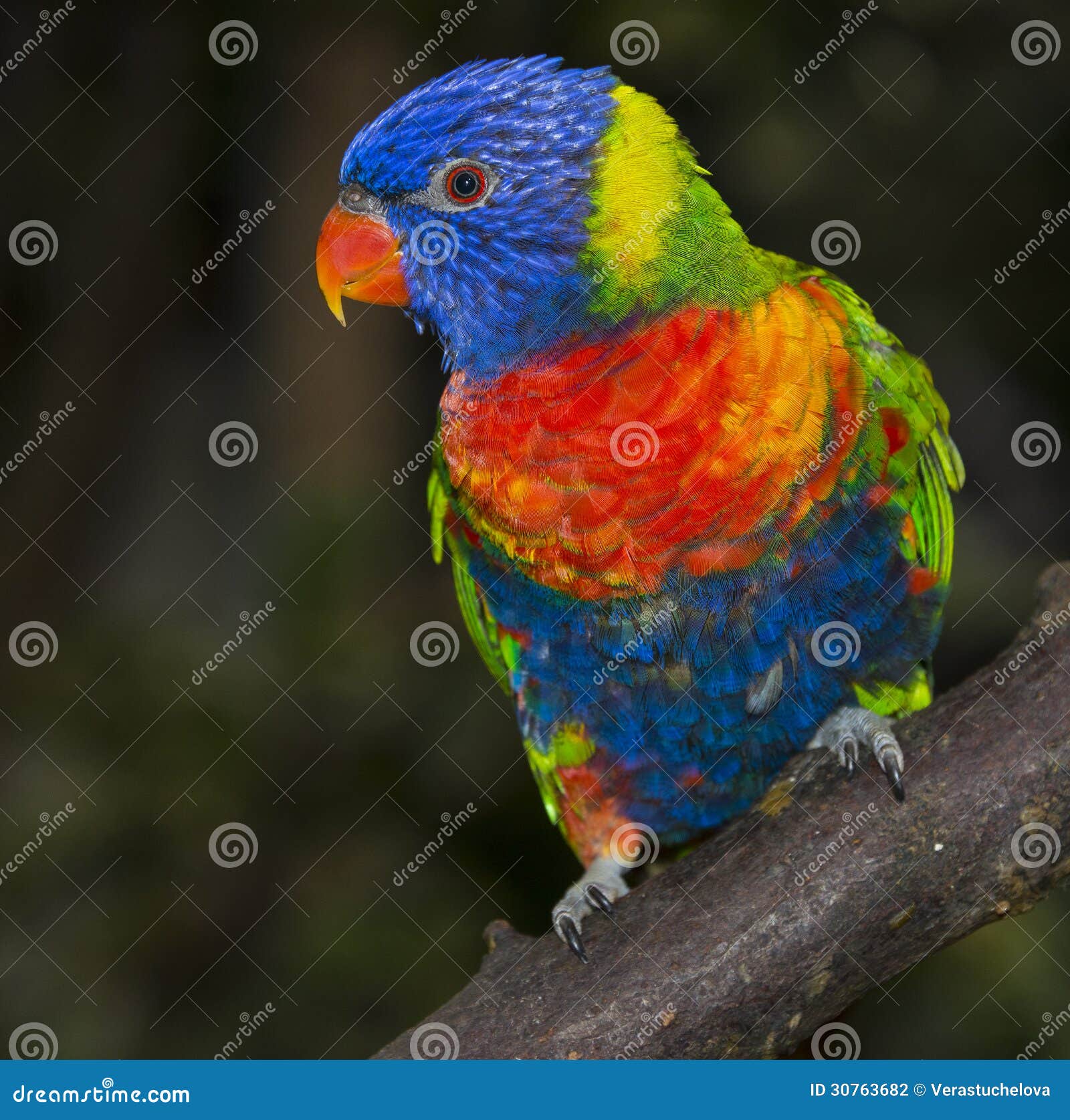 Pappagallo Del Lorikeet Dell'arcobaleno Fotografia Stock - Immagine di ...