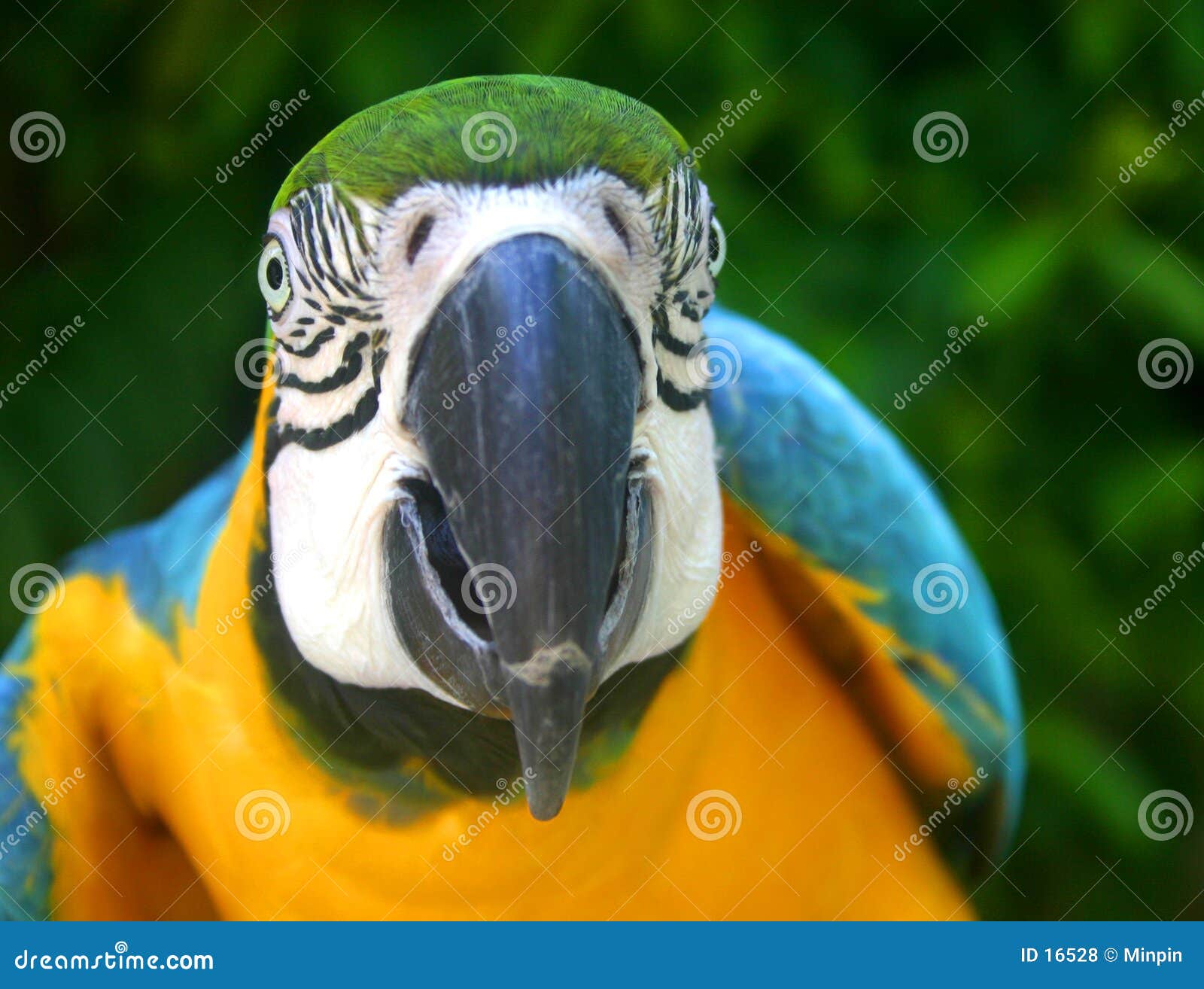 Pappagallo del Macaw fotografia stock. Immagine di becco - 16528