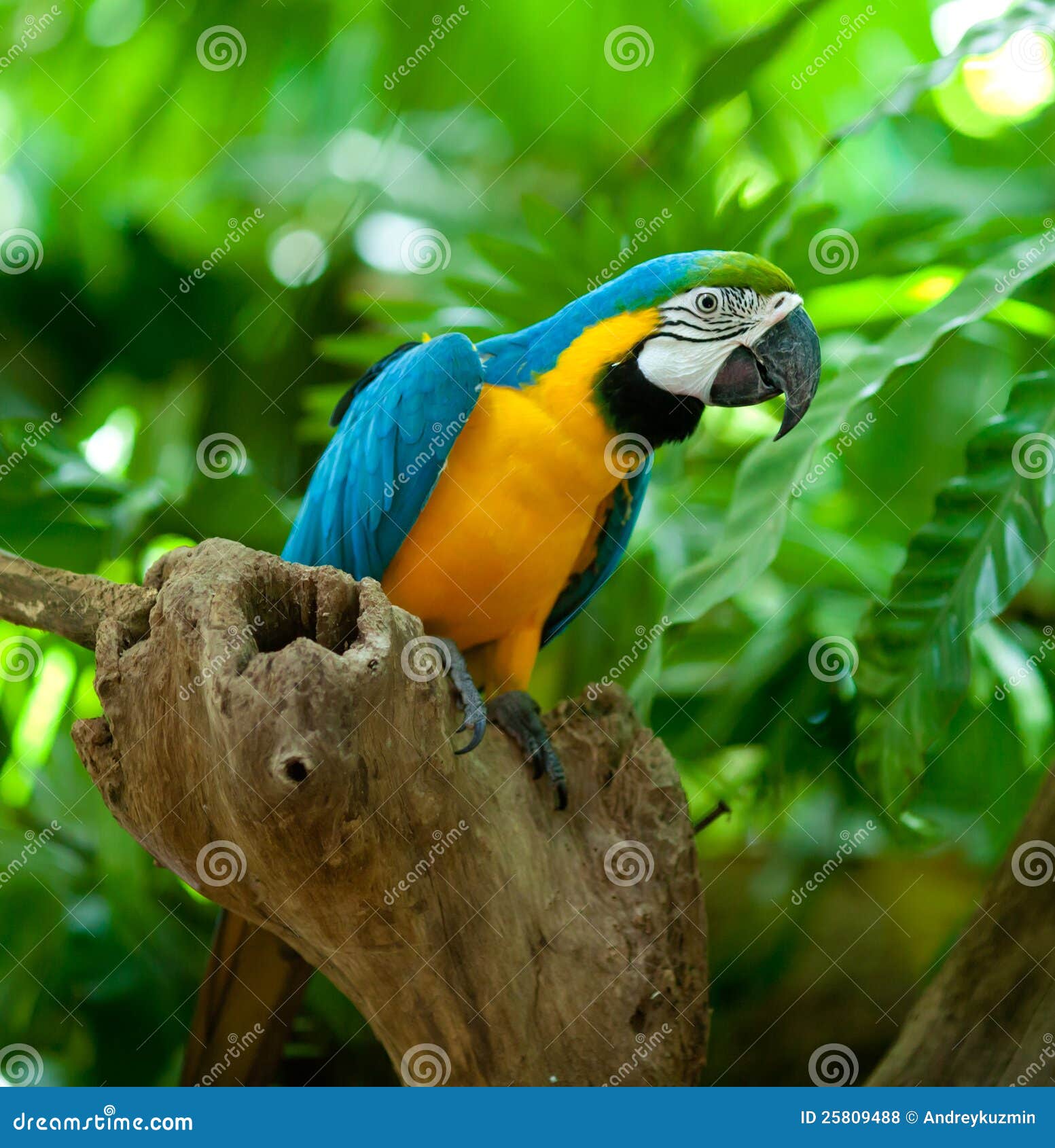 Pappagallo del Macaw fotografia stock. Immagine di tropicale - 25809488