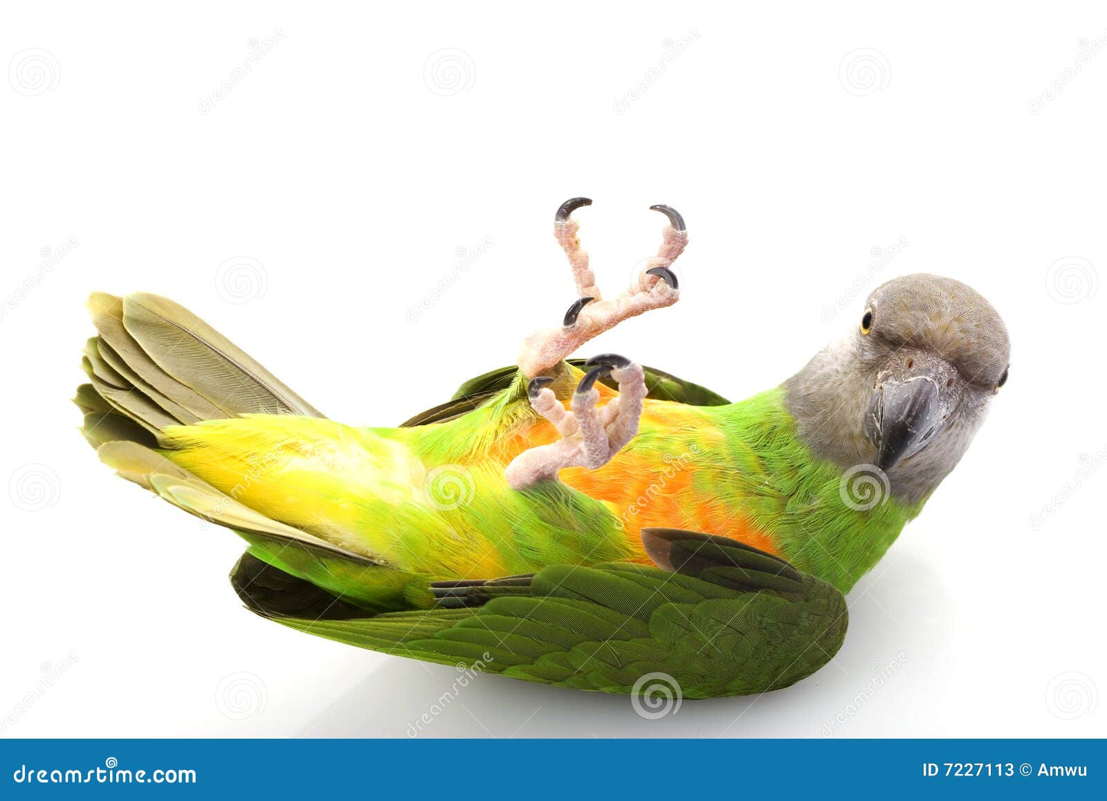 Pappagallo del Senegal immagine stock. Immagine di pappagallo - 7227113