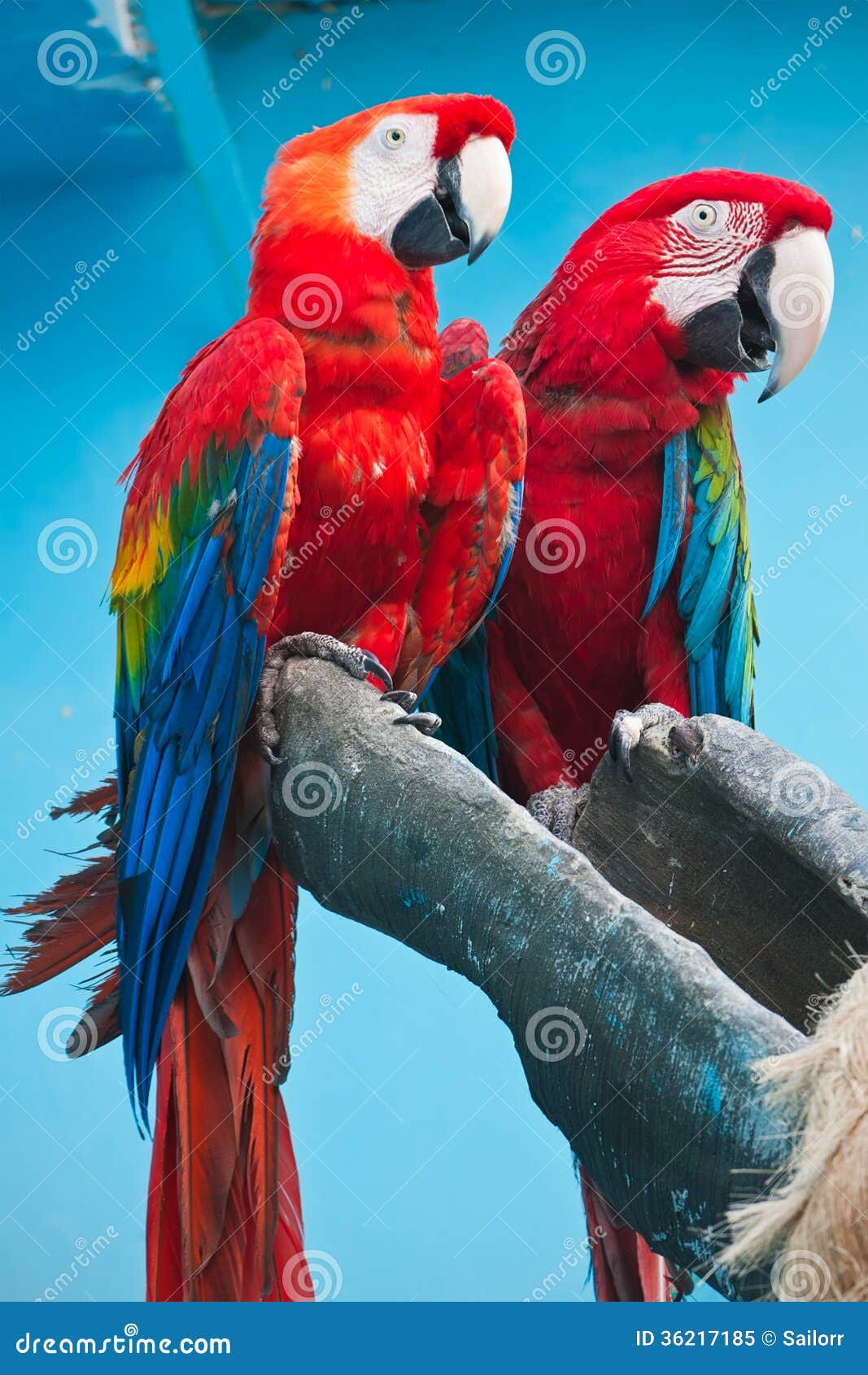 Pappagallo dell'ara immagine stock. Immagine di esotico - 36217185