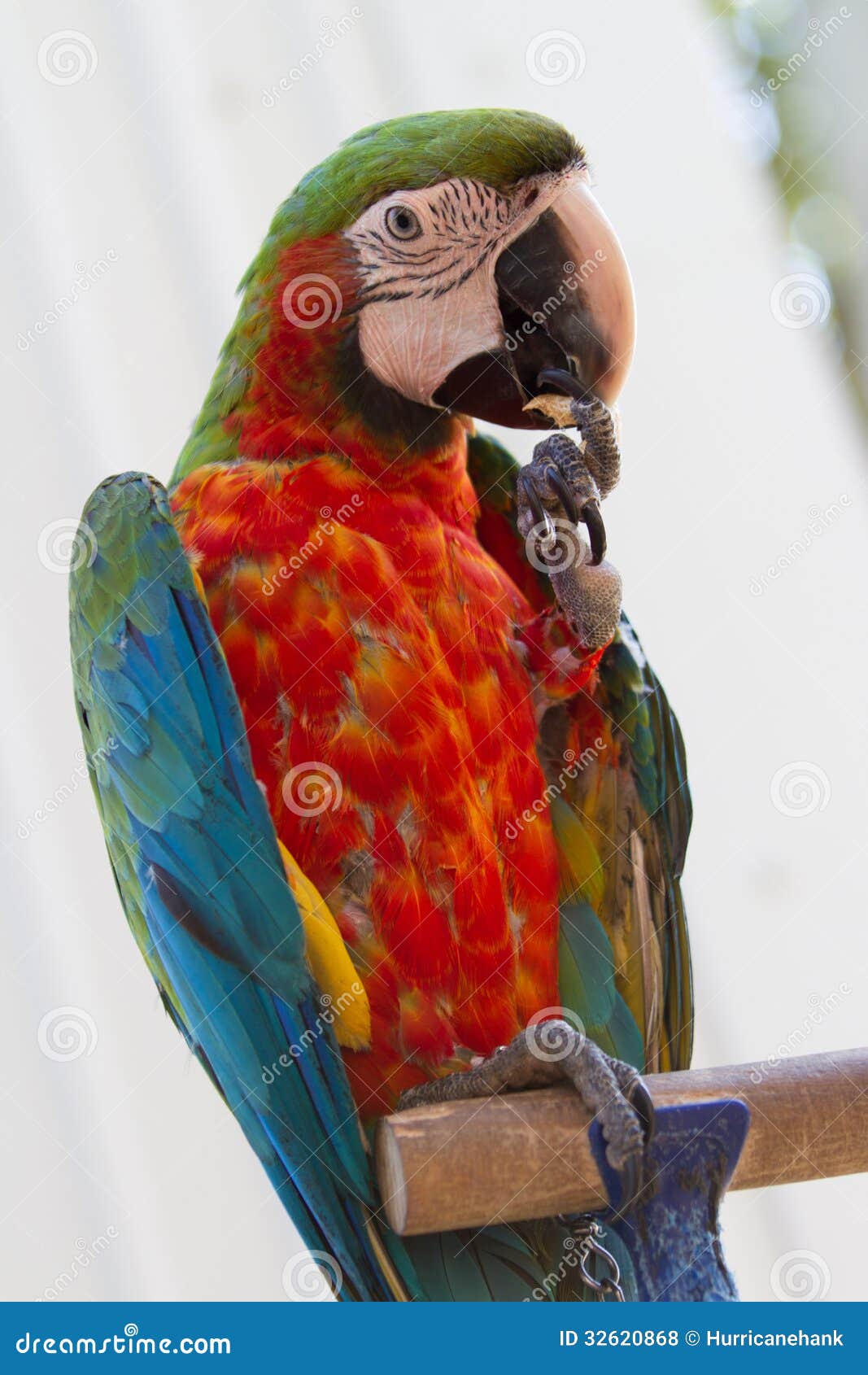 Pappagallo Dell'ara Che Mangia Un'arachide Fotografia Stock - Immagine ...