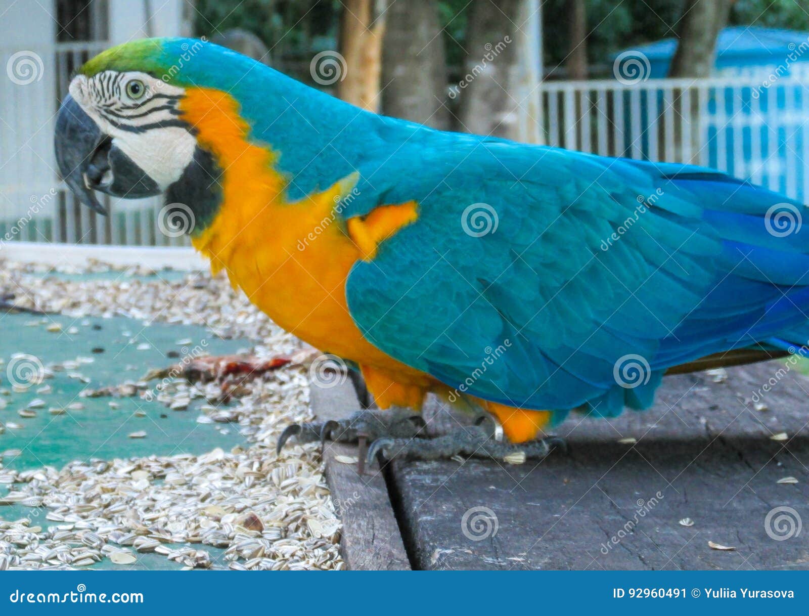 Pappagallo Dell'ara Colorato Blu-oro Immagine Stock - Immagine di piume ...