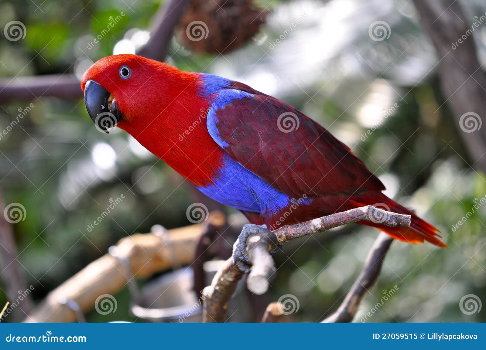 Pappagallo di Eclectus immagine stock. Immagine di piuma - 27059515