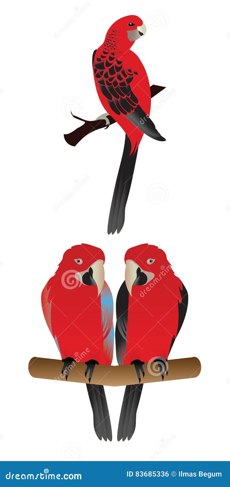 Pappagallo di vettore illustrazione vettoriale. Illustrazione di vita ...