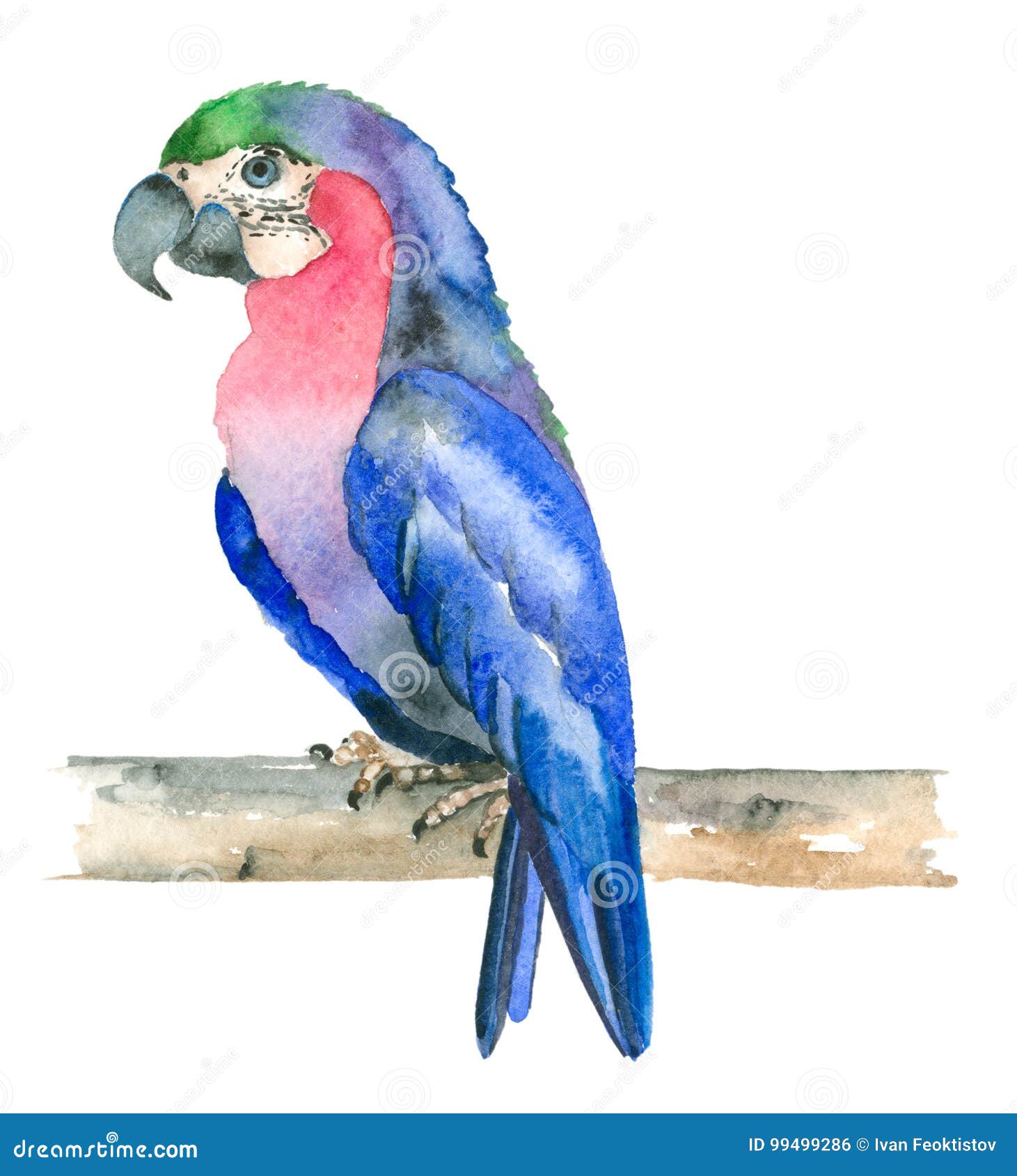 Pappagallo Disegnato a Mano Dell'acquerello Illustrazione di Stock ...