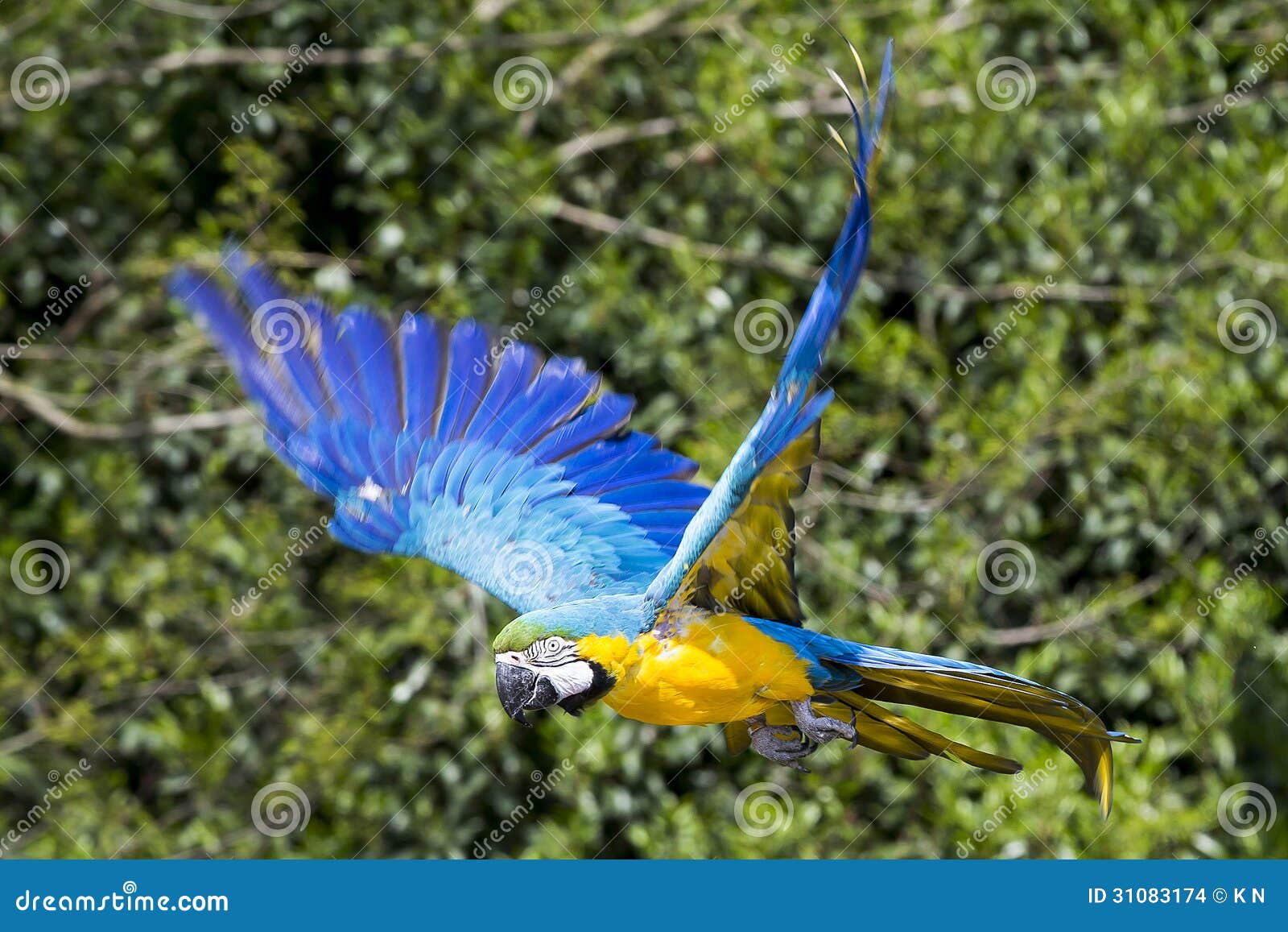 Pappagallo Giallo Blu Ara/dell'ara in Volo Fotografia Stock - Immagine ...
