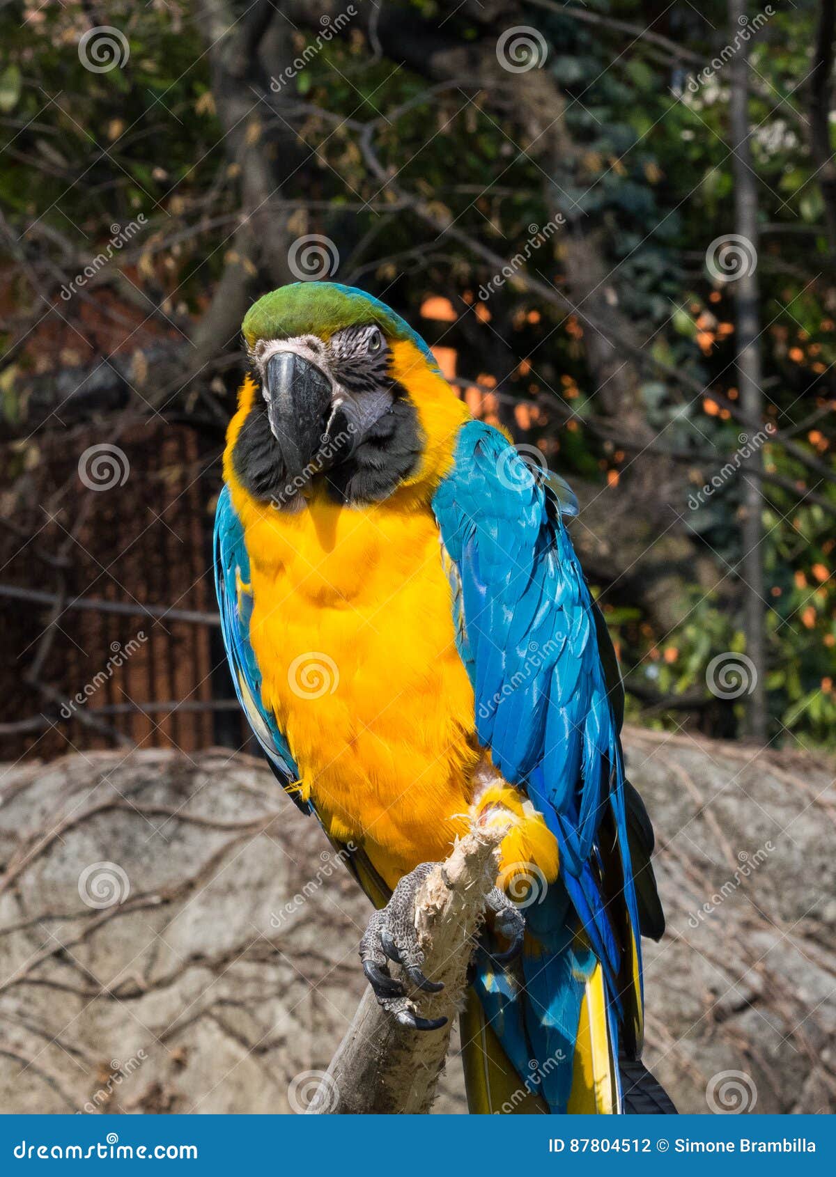 Pappagallo Gialloblu - Ara Ararauna Stock Photo - Image of nature ...