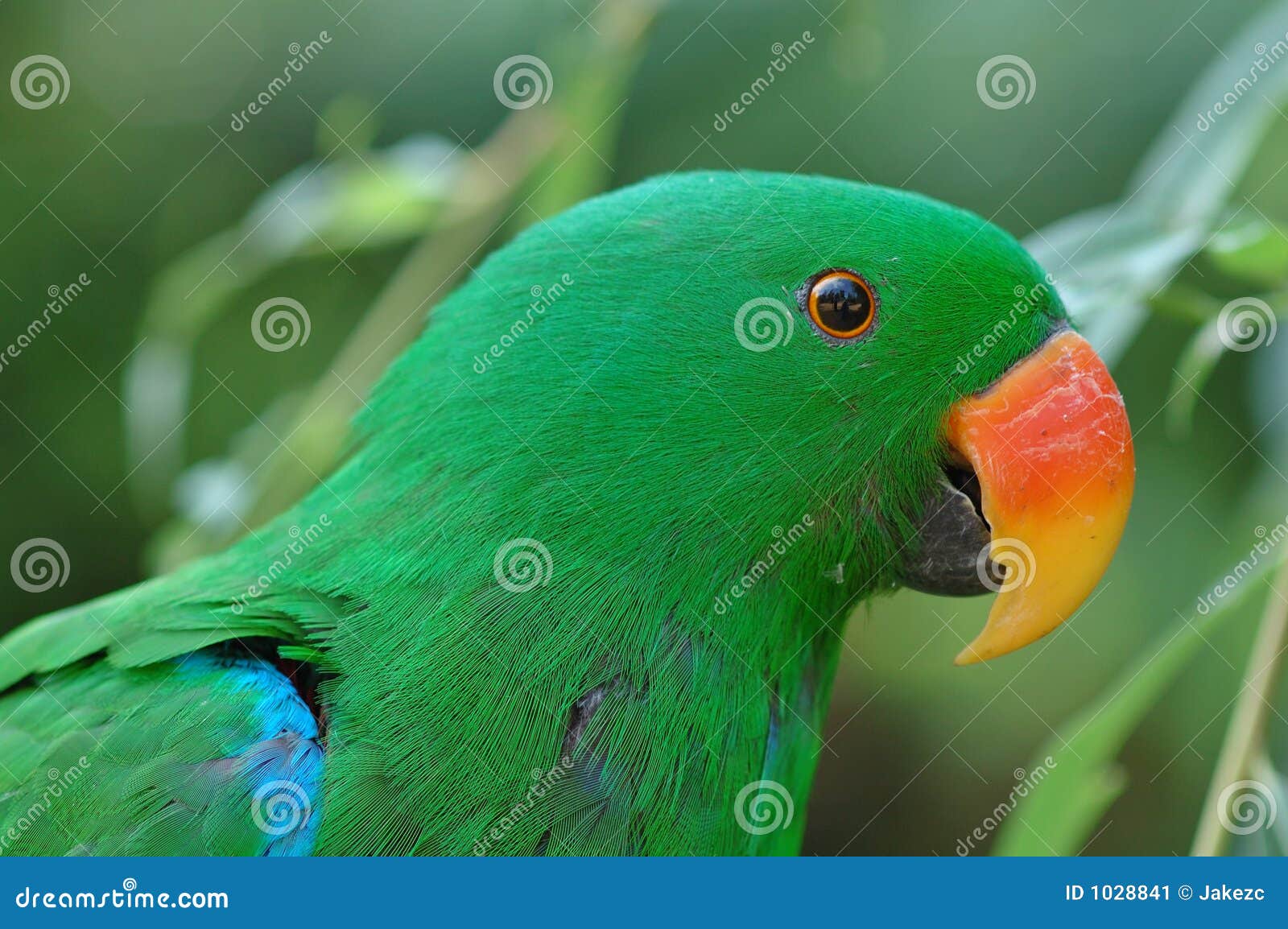 Pappagallo Multicoloured Di Lori Immagine Stock - Immagine di prigionia ...