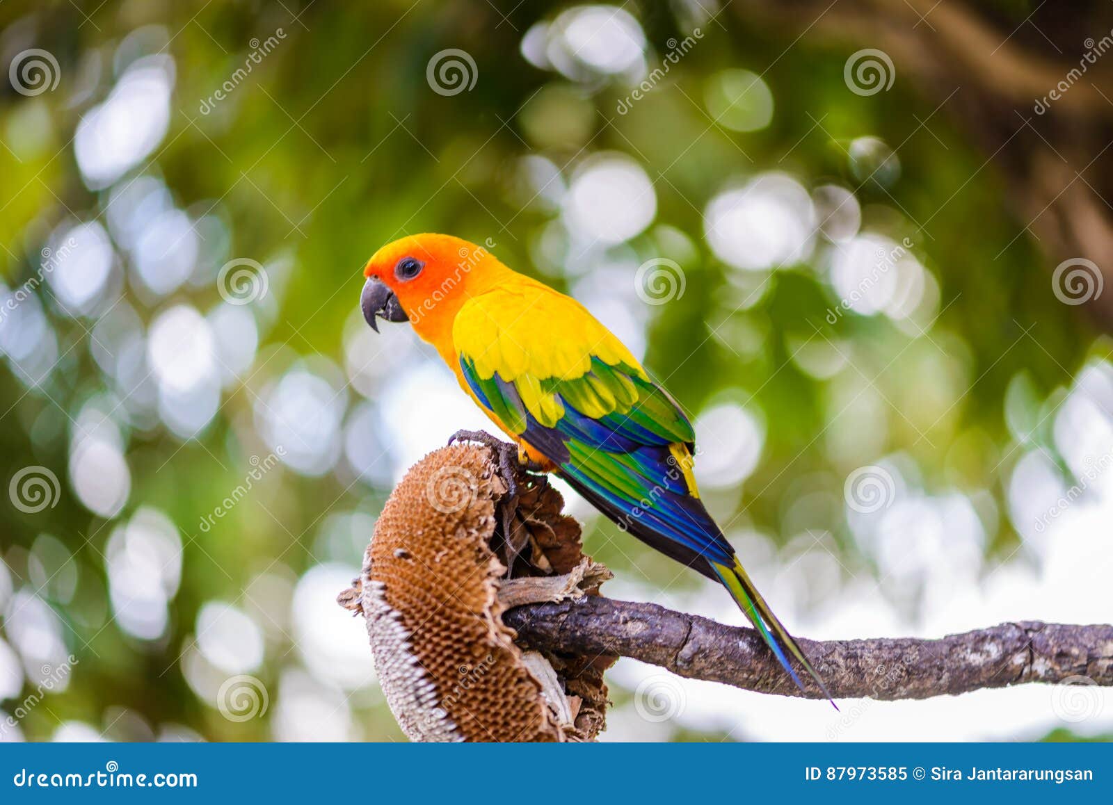 Pappagallo, Pappagallo Variopinto, Pappagallo Dell'ara, Ara Variopinta ...
