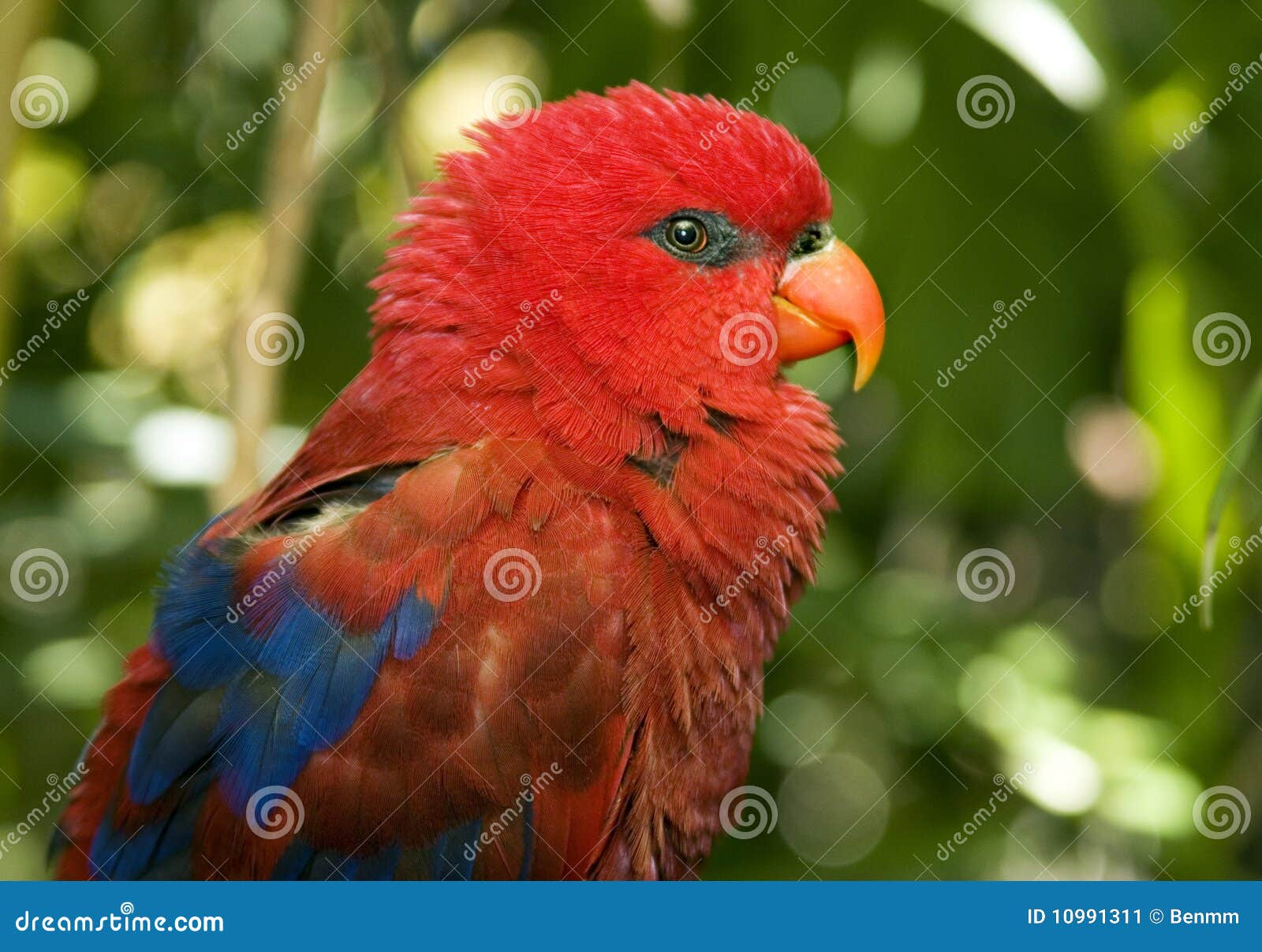 Pappagallo rosso immagine stock. Immagine di lato, pirata - 10991311