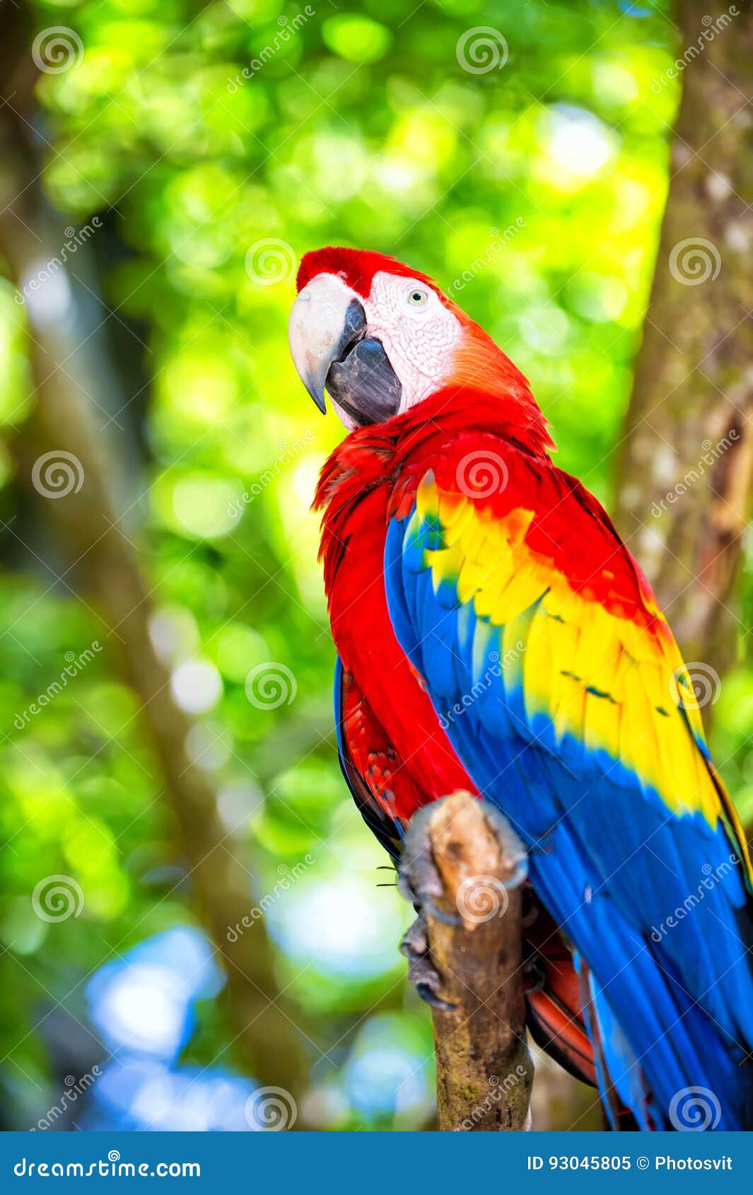 Pappagallo Rosso, Blu, Giallo Dell'ara All'aperto Immagine Stock ...
