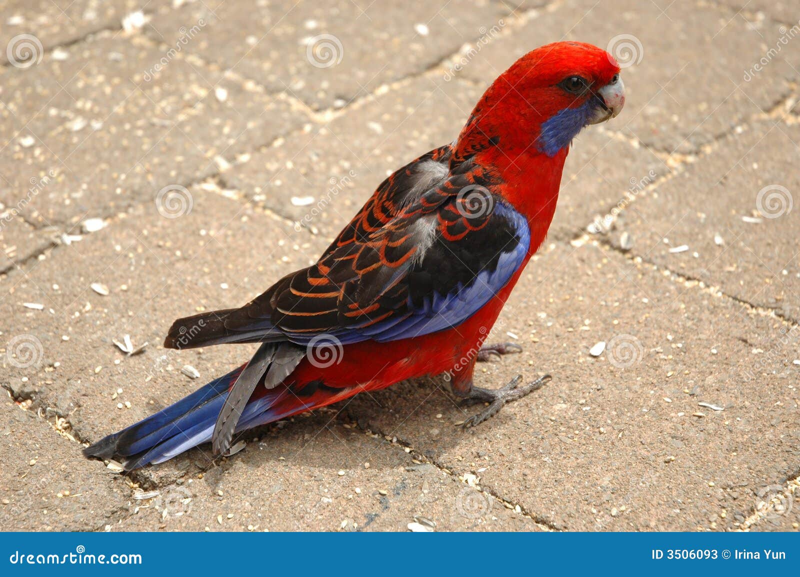 Pappagallo Rosso E Blu. Vista Laterale Immagine Stock - Immagine di ...