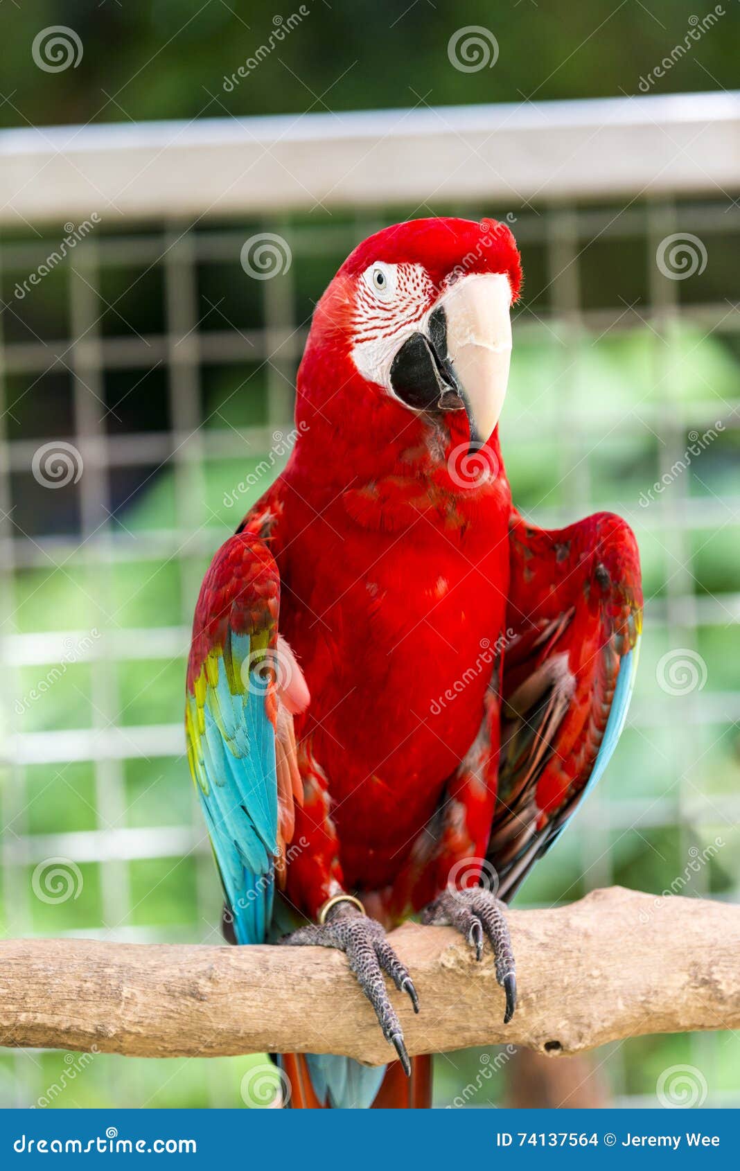 Pappagallo Rosso Su Un Ramo Fotografia Stock - Immagine di natura ...