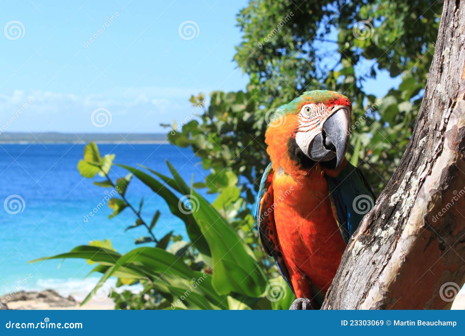 Pappagallo Sulla Spiaggia Tropicale Immagine Stock - Immagine di natura ...