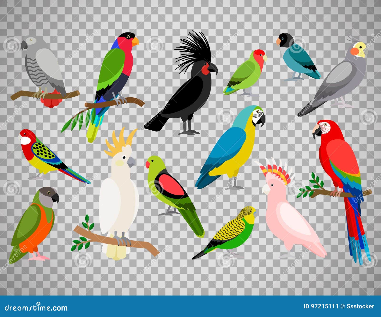 Pappagallo Tropicale Messo Su Fondo Trasparente Illustrazione ...