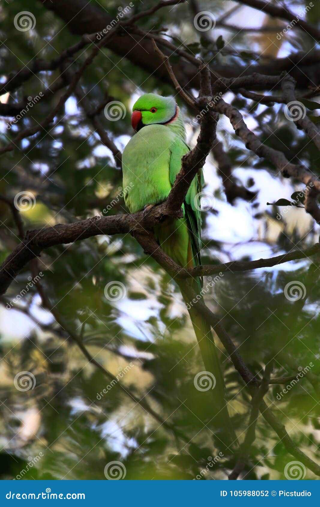 Pappagallo verde fotografia stock. Immagine di uccello - 105988052