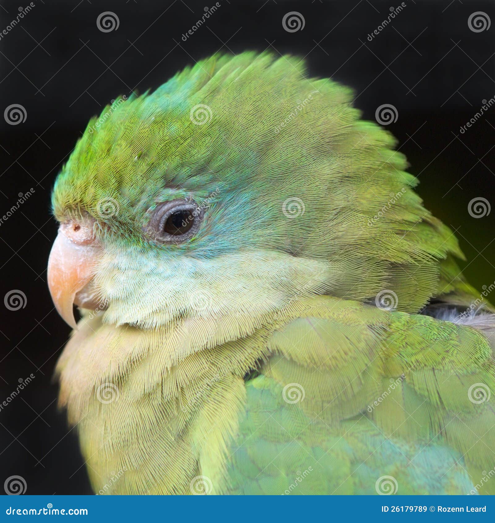 Pappagallo verde immagine stock. Immagine di piume, ritratto - 26179789