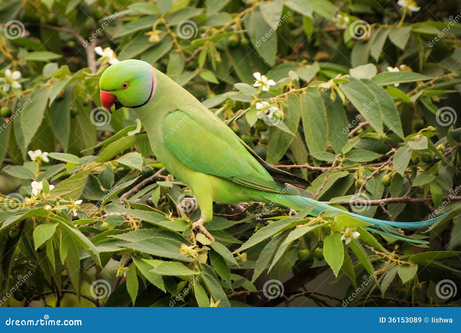 Pappagallo verde immagine stock. Immagine di uccello - 36153089
