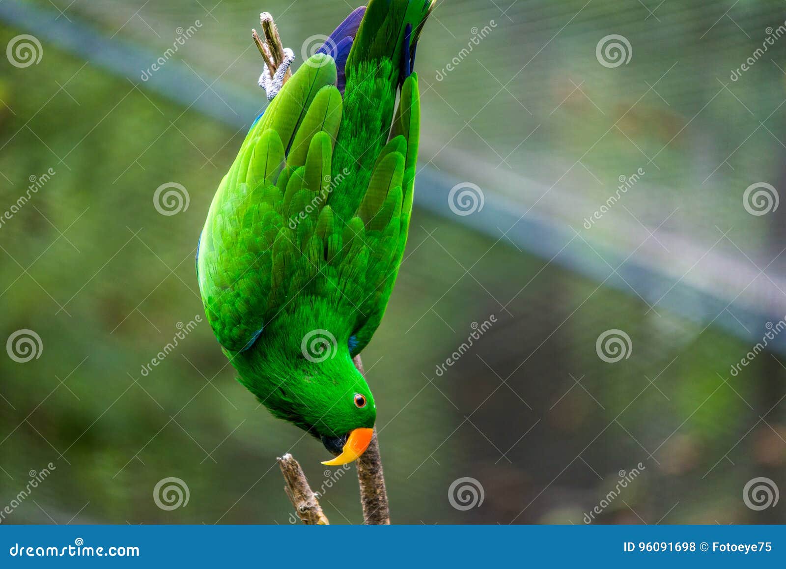 Pappagallo verde in albero fotografia stock. Immagine di bello - 96091698