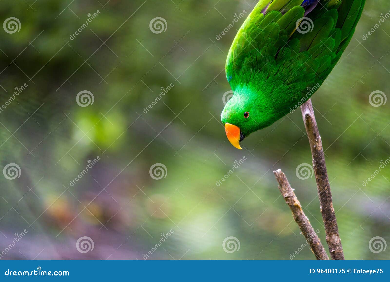 Pappagallo verde in albero immagine stock. Immagine di australia - 96400175