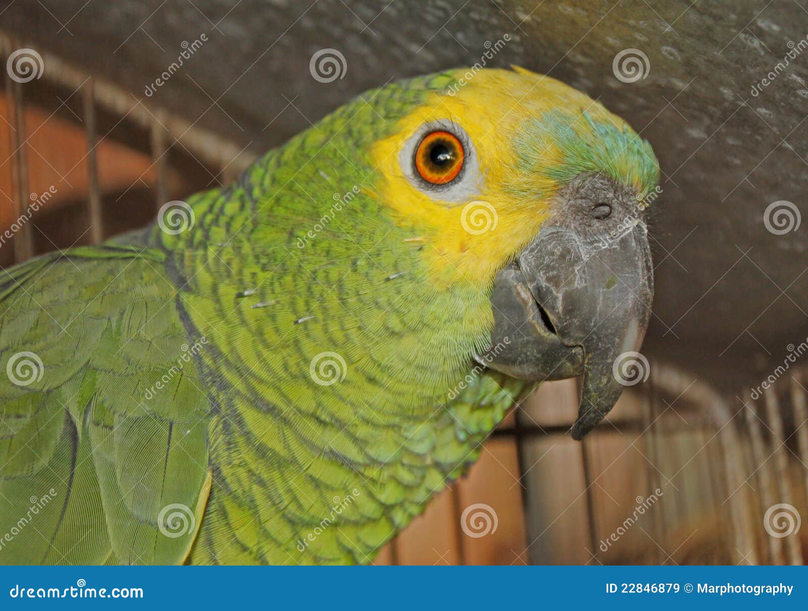 Pappagallo Verde Brasiliano Immagine Stock - Immagine di tagliente ...