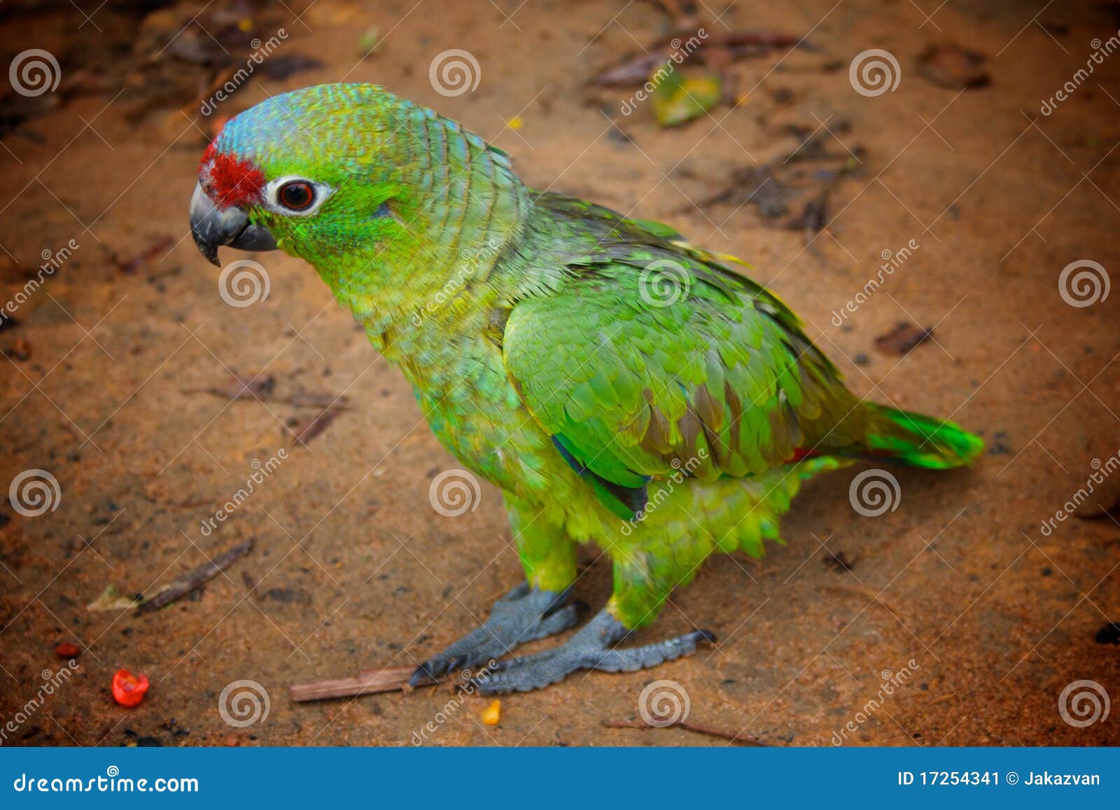 Pappagallo Verde Che Si Leva in Piedi Sulla Terra Sabbiosa Immagine ...