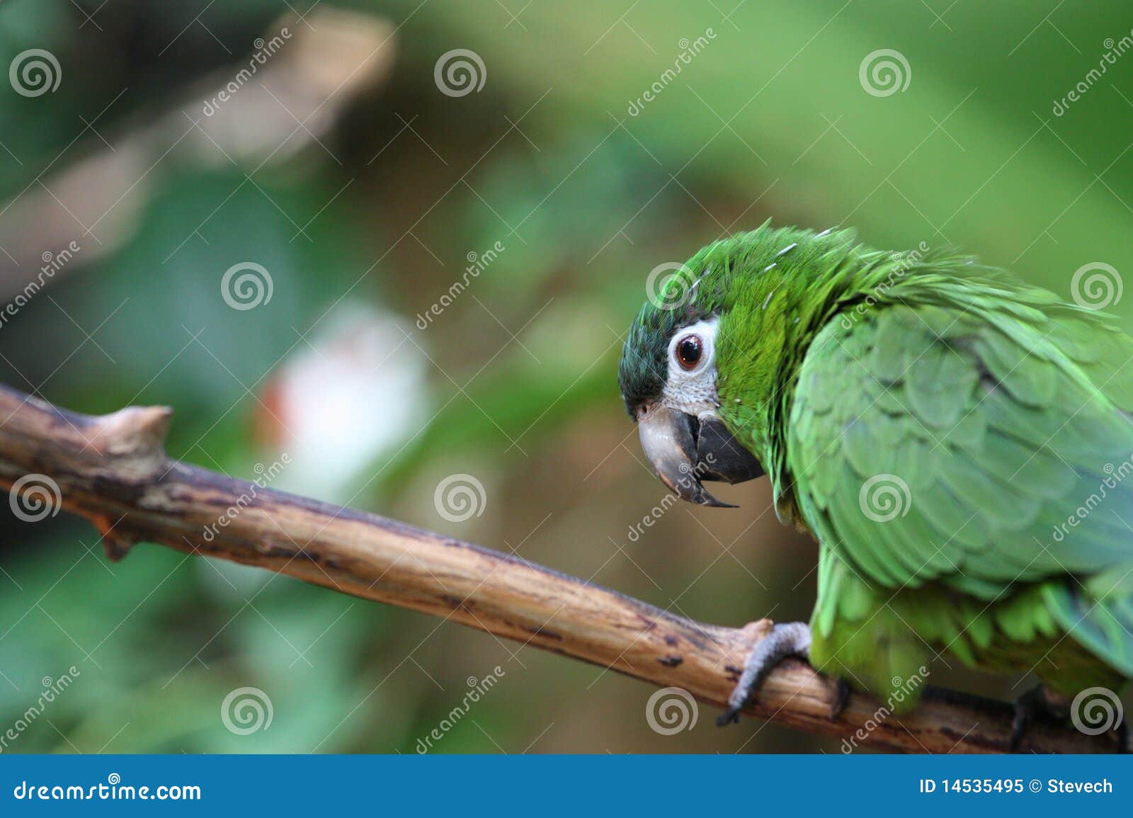 Pappagallo Verde Dal Brasile Immagine Stock - Immagine di piuma ...