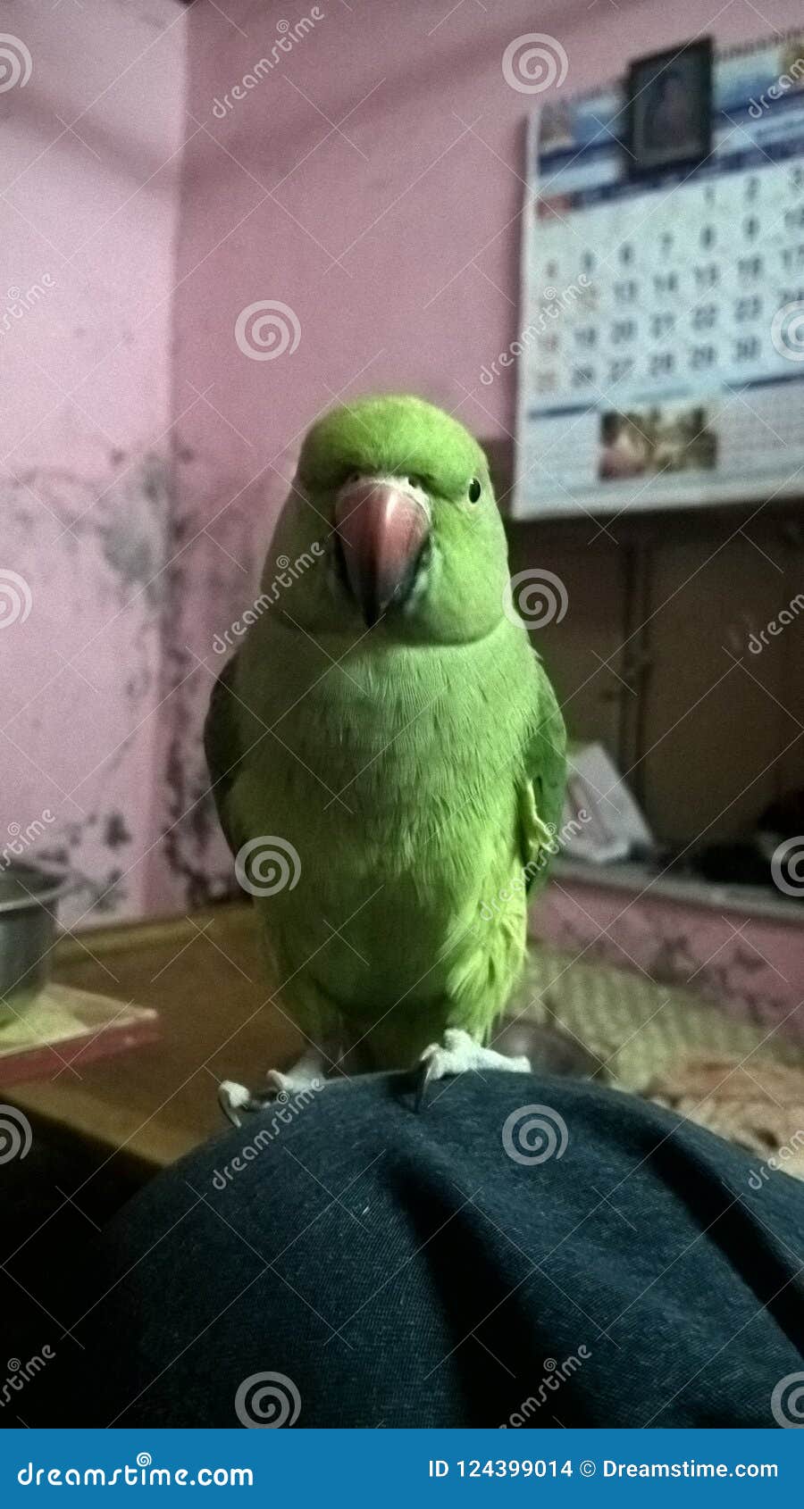 Pappagallo Verde Del Pappagallo Fotografia Stock - Immagine di ...