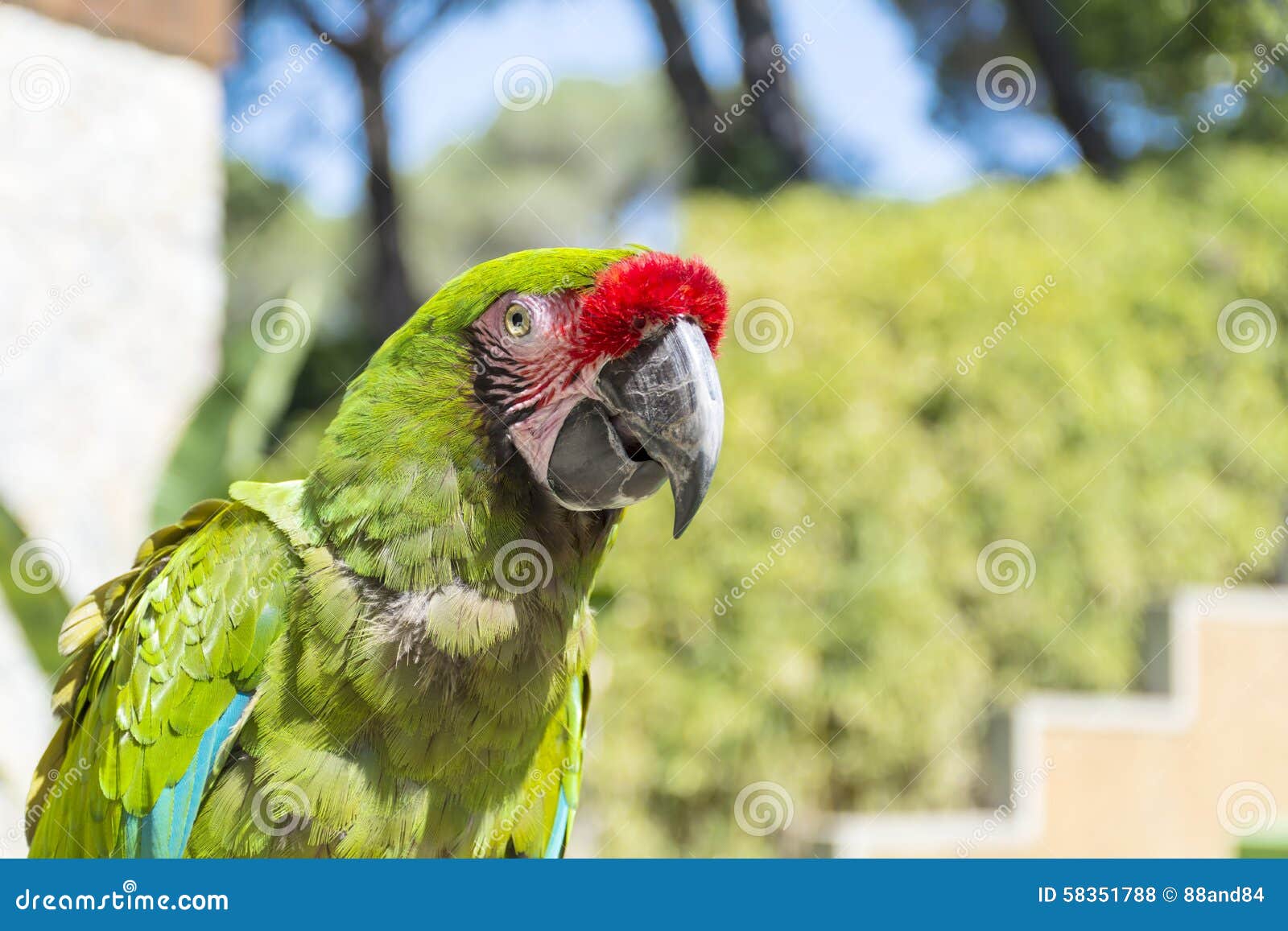 Pappagallo verde dell'ara fotografia stock. Immagine di foresta - 58351788