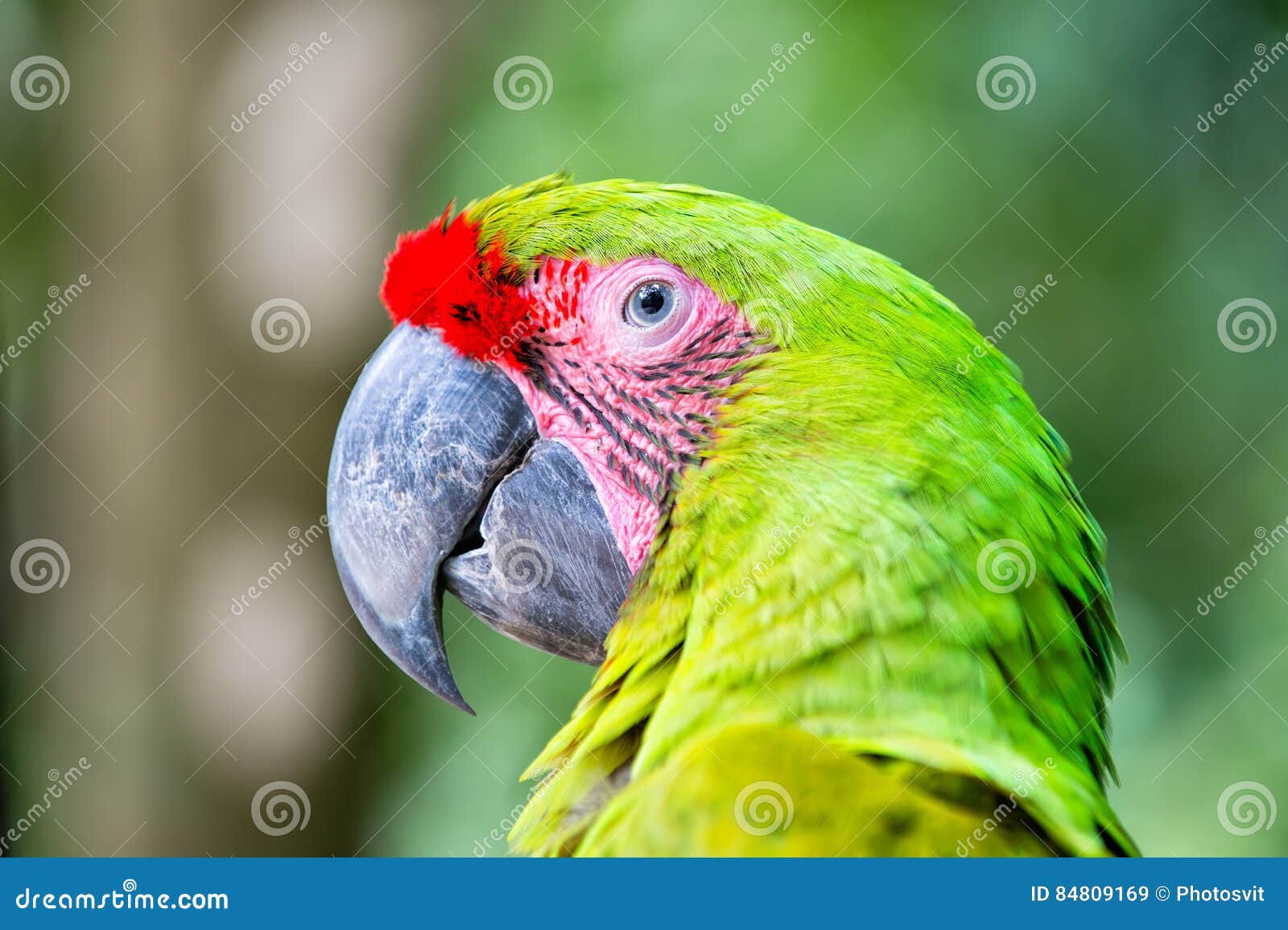 Pappagallo Verde Dell'ara Dell'ara All'aperto Immagine Stock - Immagine ...