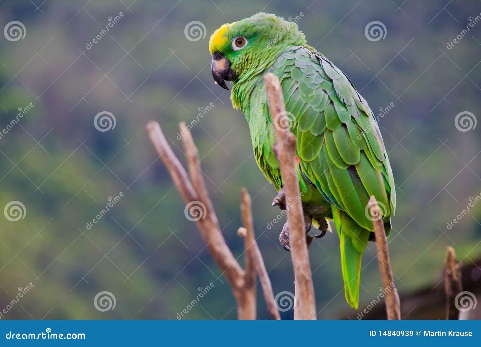 Pappagallo Verde Della Costa Rica Largamente Immagine Stock - Immagine ...