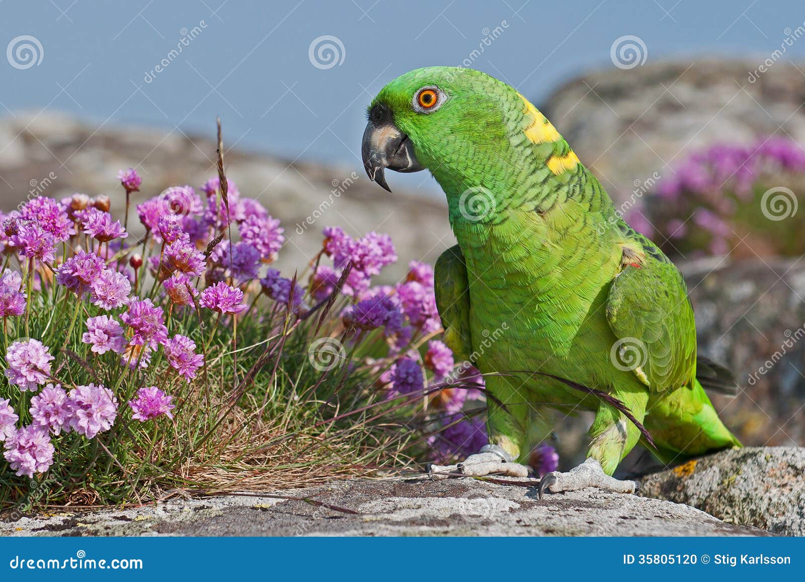 Pappagallo verde di Amazon fotografia stock. Immagine di pappagallo ...
