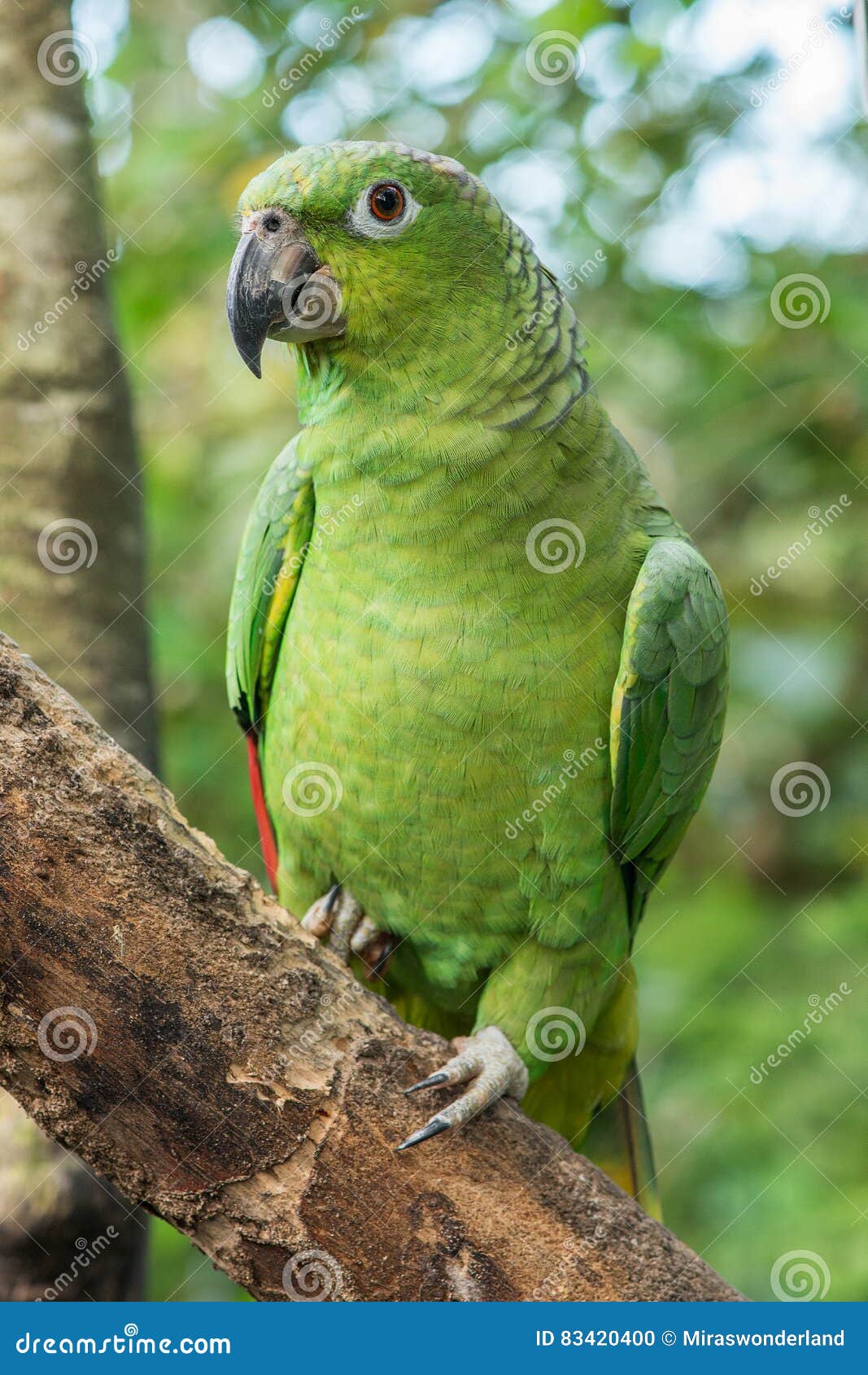 Pappagallo Verde Di Amazon Che Si Siede Su Un Ramo Fotografia Stock ...