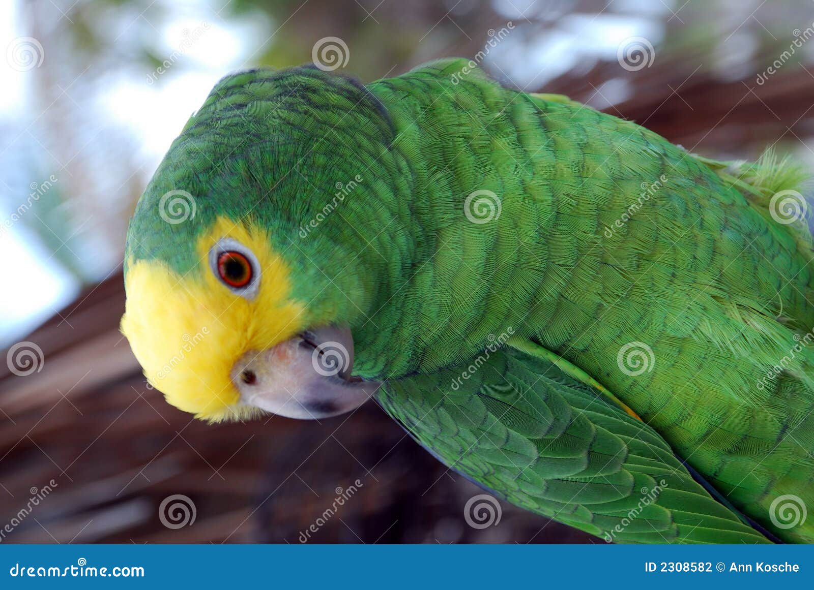 Pappagallo verde e giallo fotografia stock. Immagine di amico - 2308582