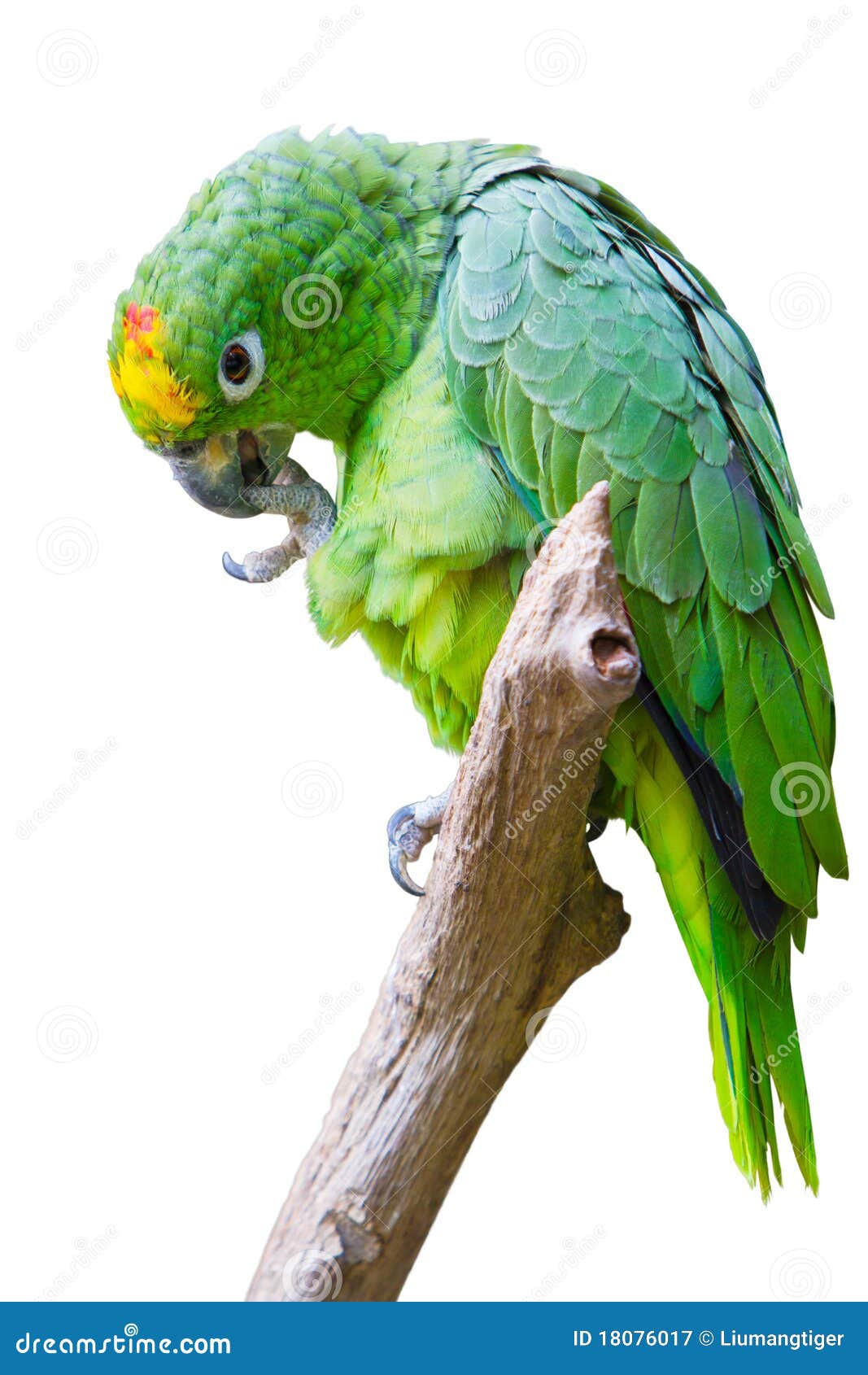 Pappagallo verde isolato immagine stock. Immagine di panama - 18076017