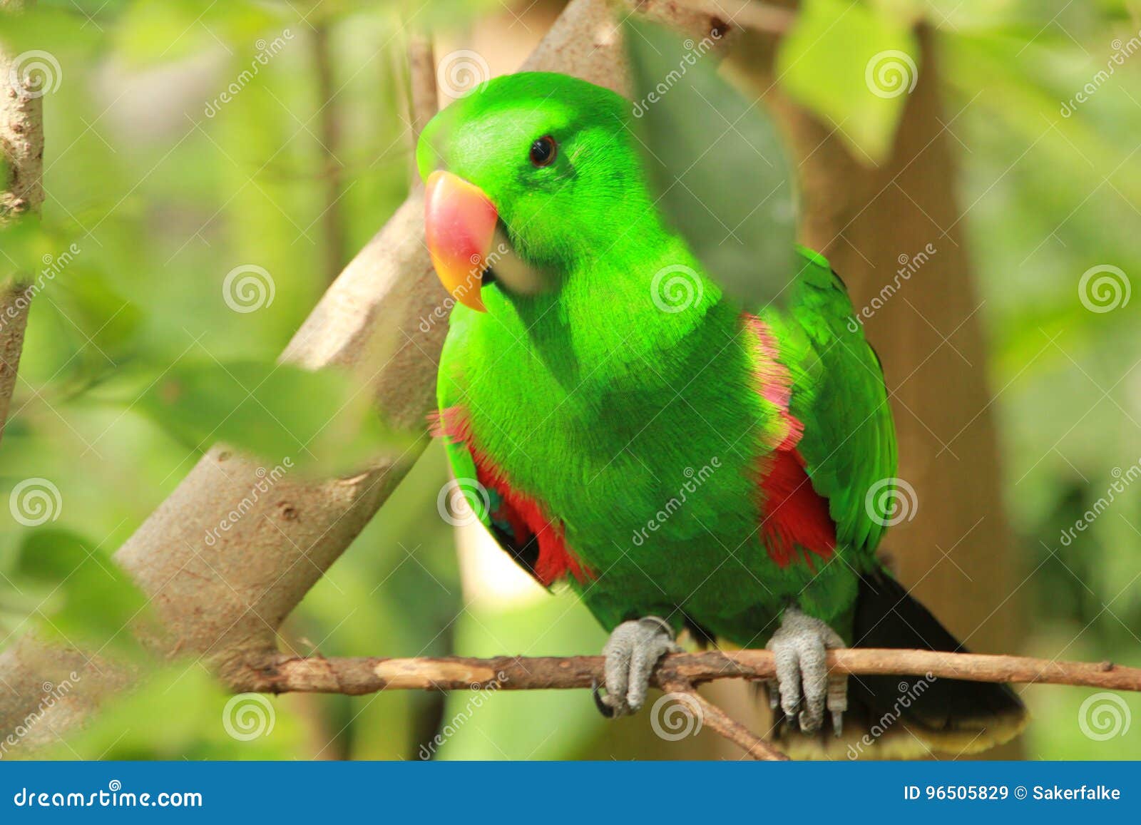 Pappagallo Verde in Loro Parque in Tenerife Immagine Stock - Immagine ...