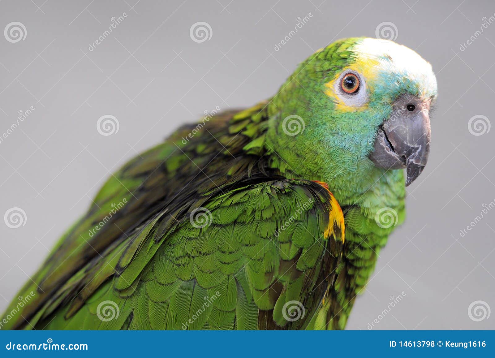 Pappagallo Verde Nell'ambito Del Tramonto Fotografia Stock - Immagine ...