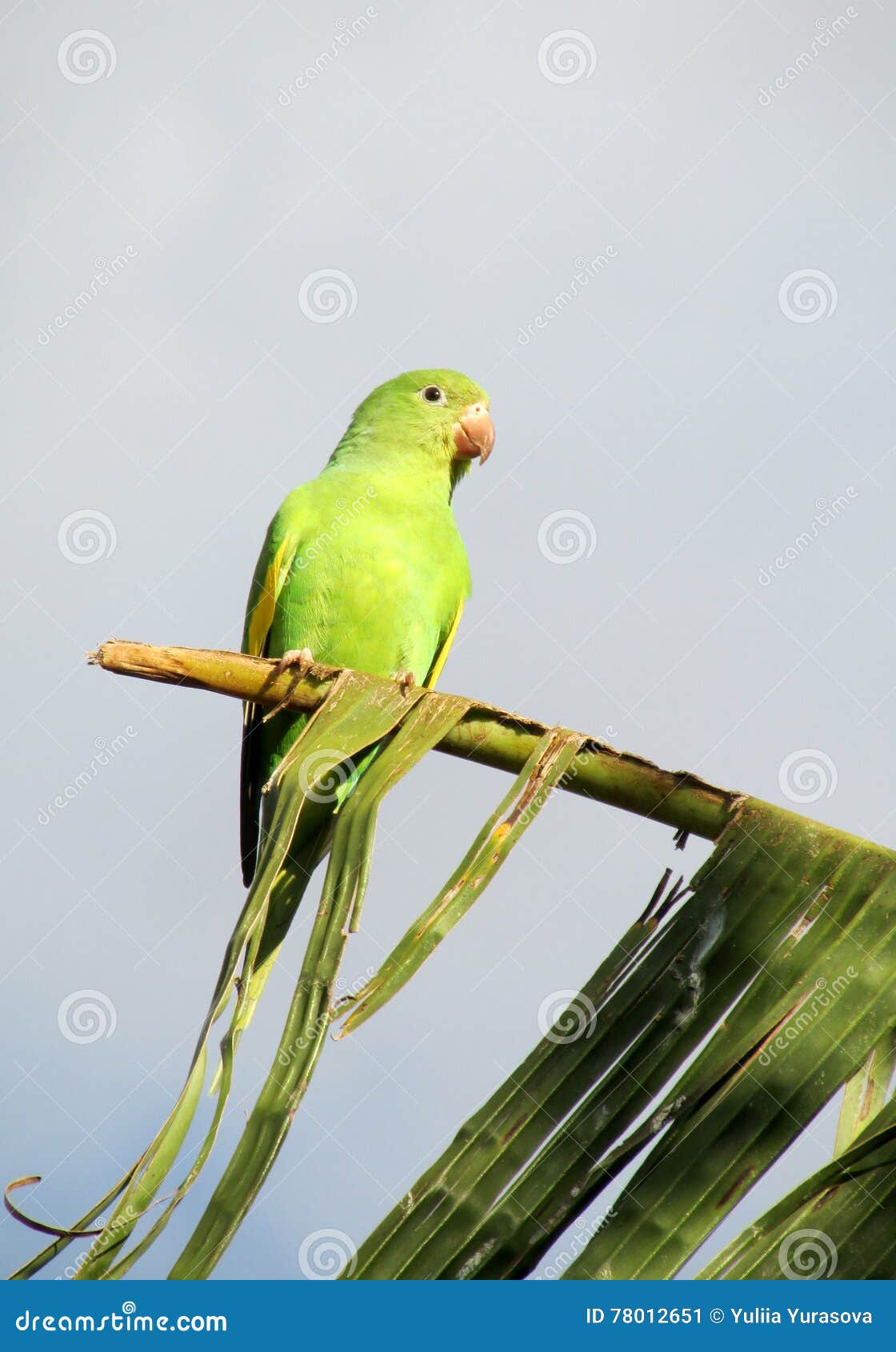 Pappagallo Verde Su Una Palma Immagine Stock - Immagine di luminoso ...