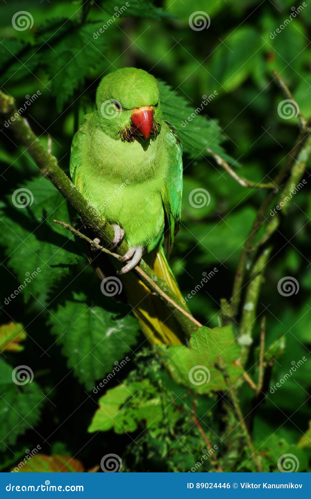 Pappagallo verde sul ramo fotografia stock. Immagine di macchia - 89024446