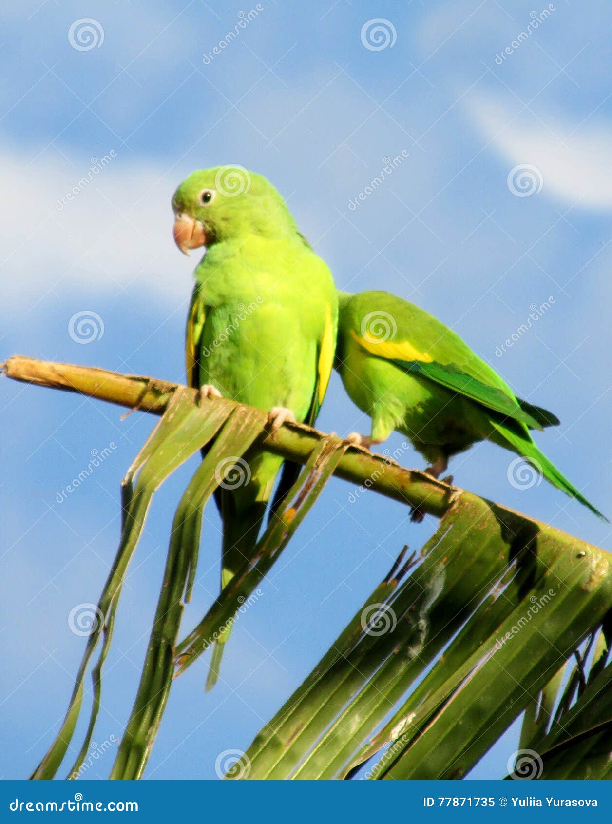 Pappagallo Verde Sulla Palma Della Banana Immagine Stock - Immagine di ...