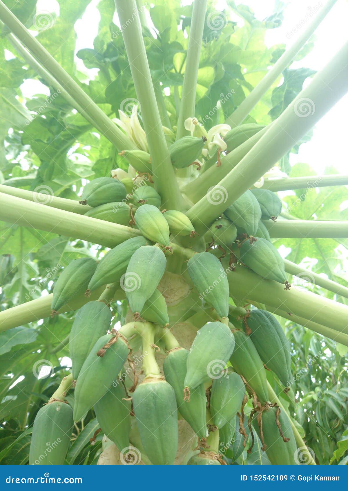 Pappaya tree stock image. Image of pappaya, tree, health - 152542109