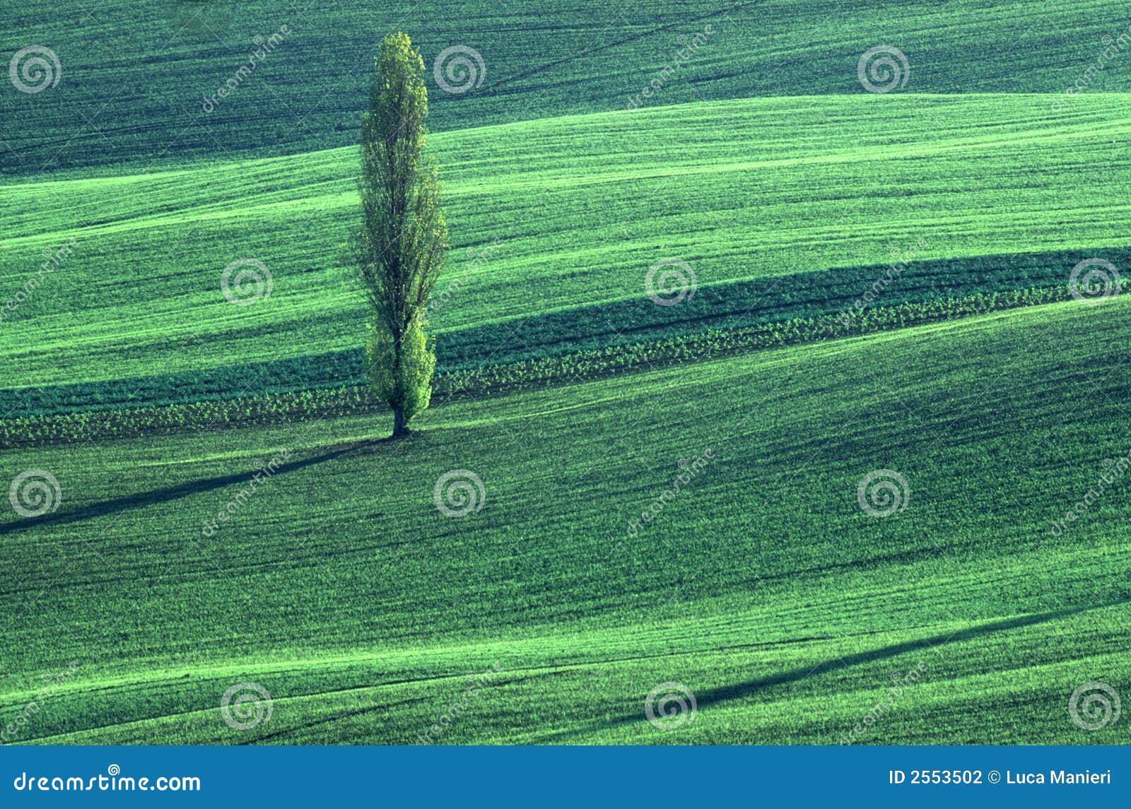 Pappelbaum stockfoto. Bild von grün, frühling, feld, szenisch - 2553502