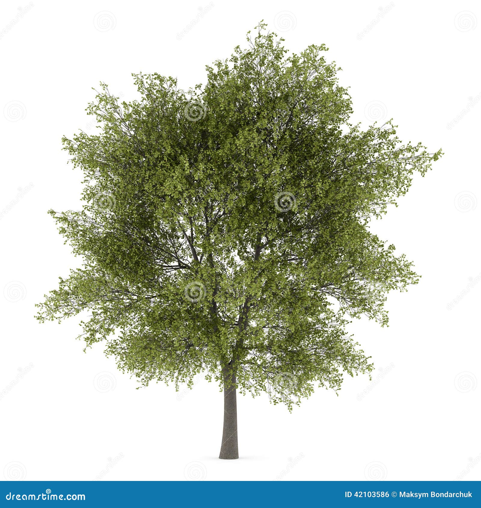 Pappelbaum Lokalisiert Auf Weiß Stock Abbildung - Illustration von ...