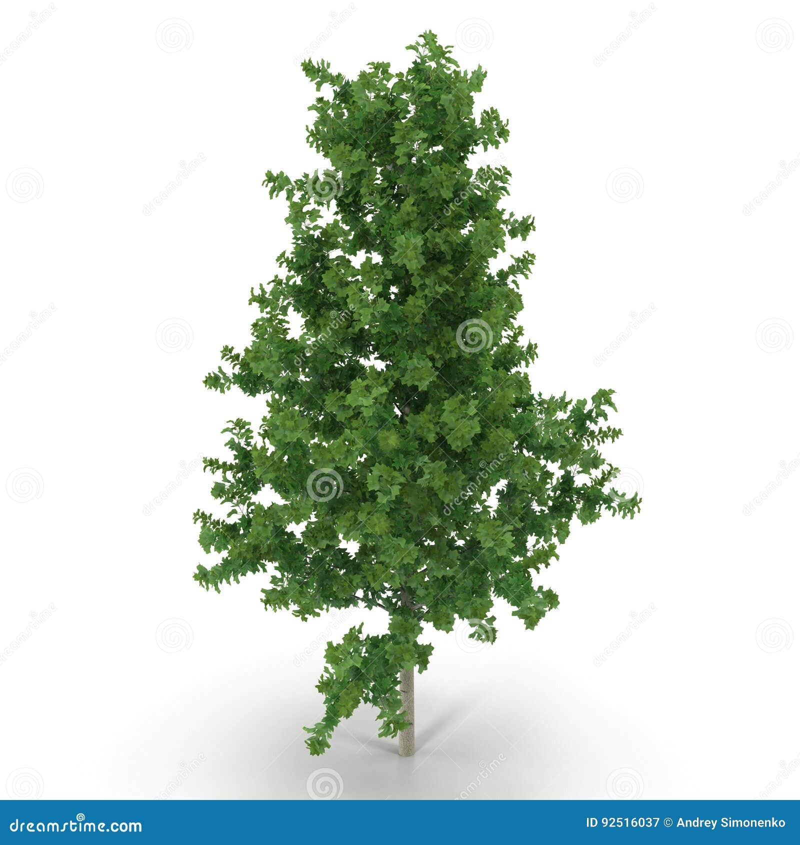 Pappelbaum Lokalisiert Auf Weiß Abbildung 3D Stock Abbildung ...